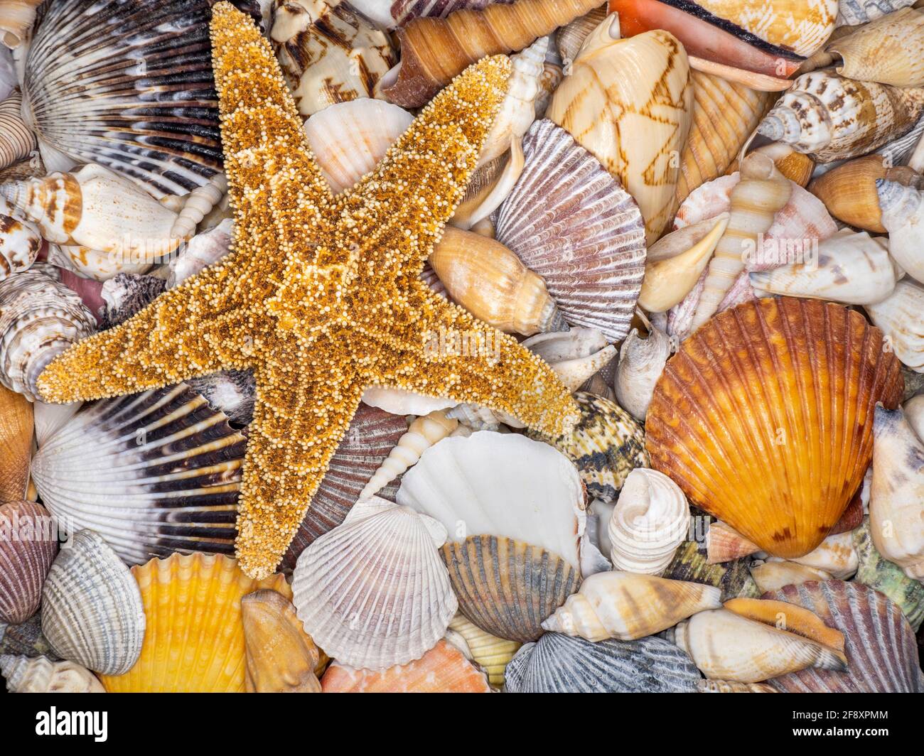 Various and colorful seashells hi-res stock photography and images - Alamy