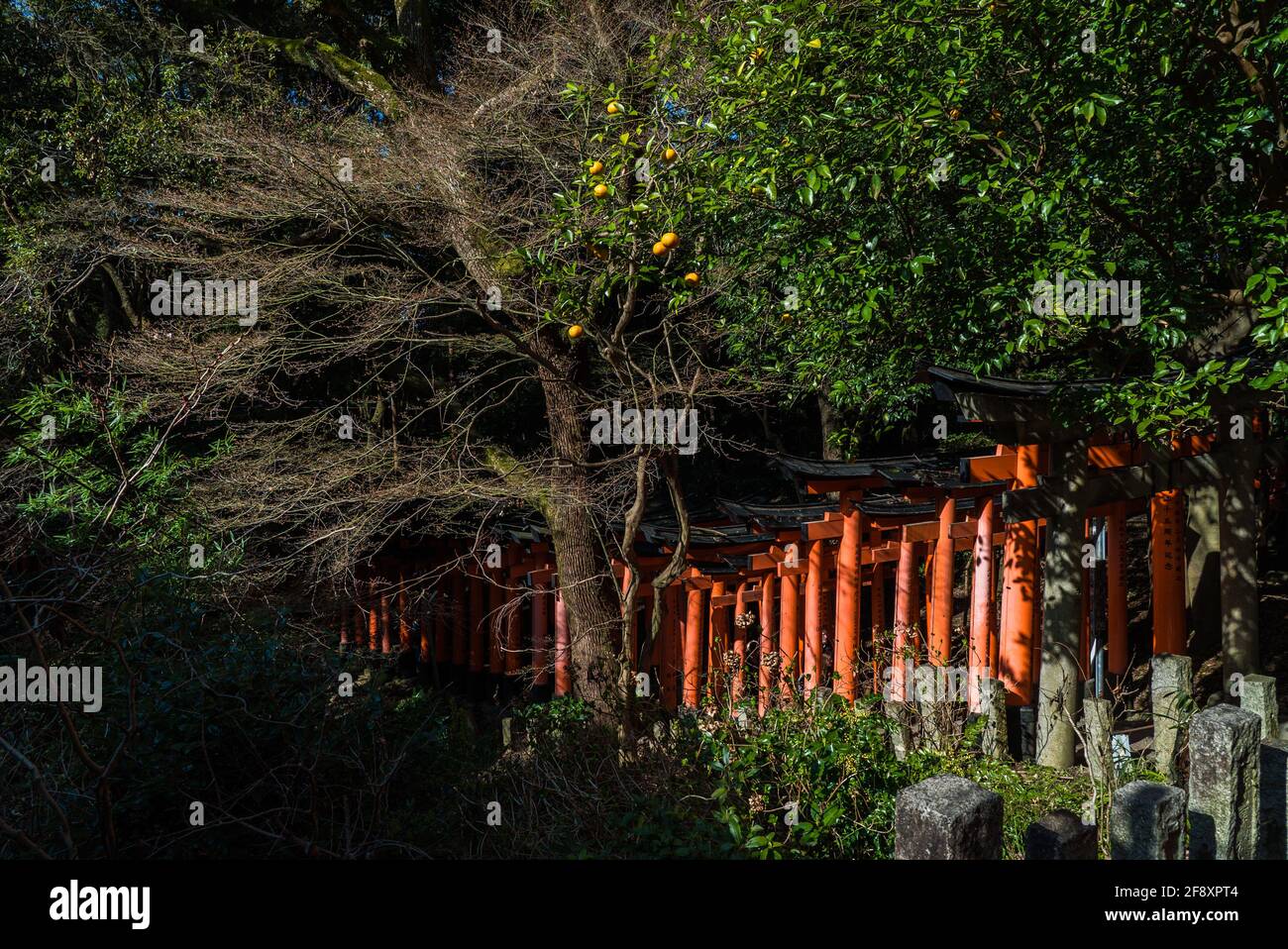 Fushimi Inari Taisha, orange tree next to thousands of red torii gates ...