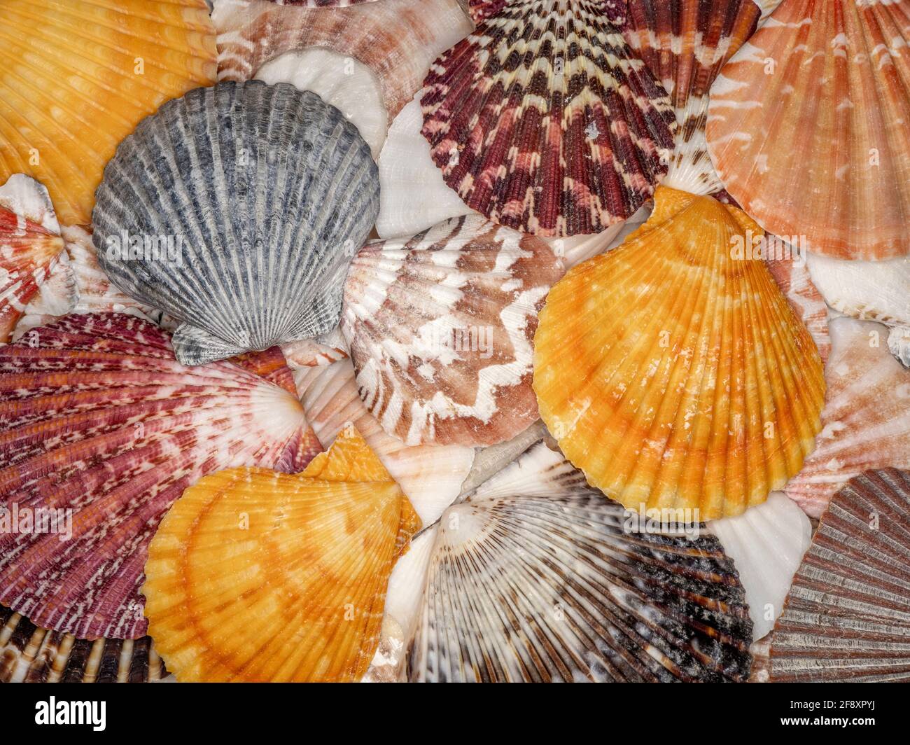Full frame of seashell hi-res stock photography and images - Alamy