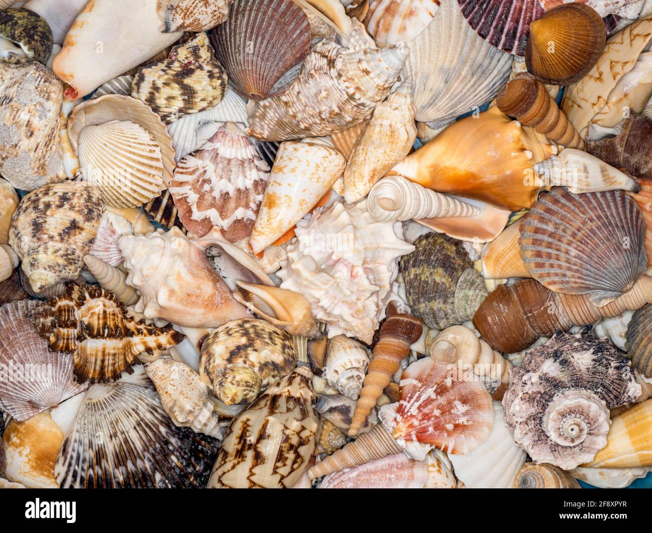 Various and colorful seashells hi-res stock photography and images - Alamy