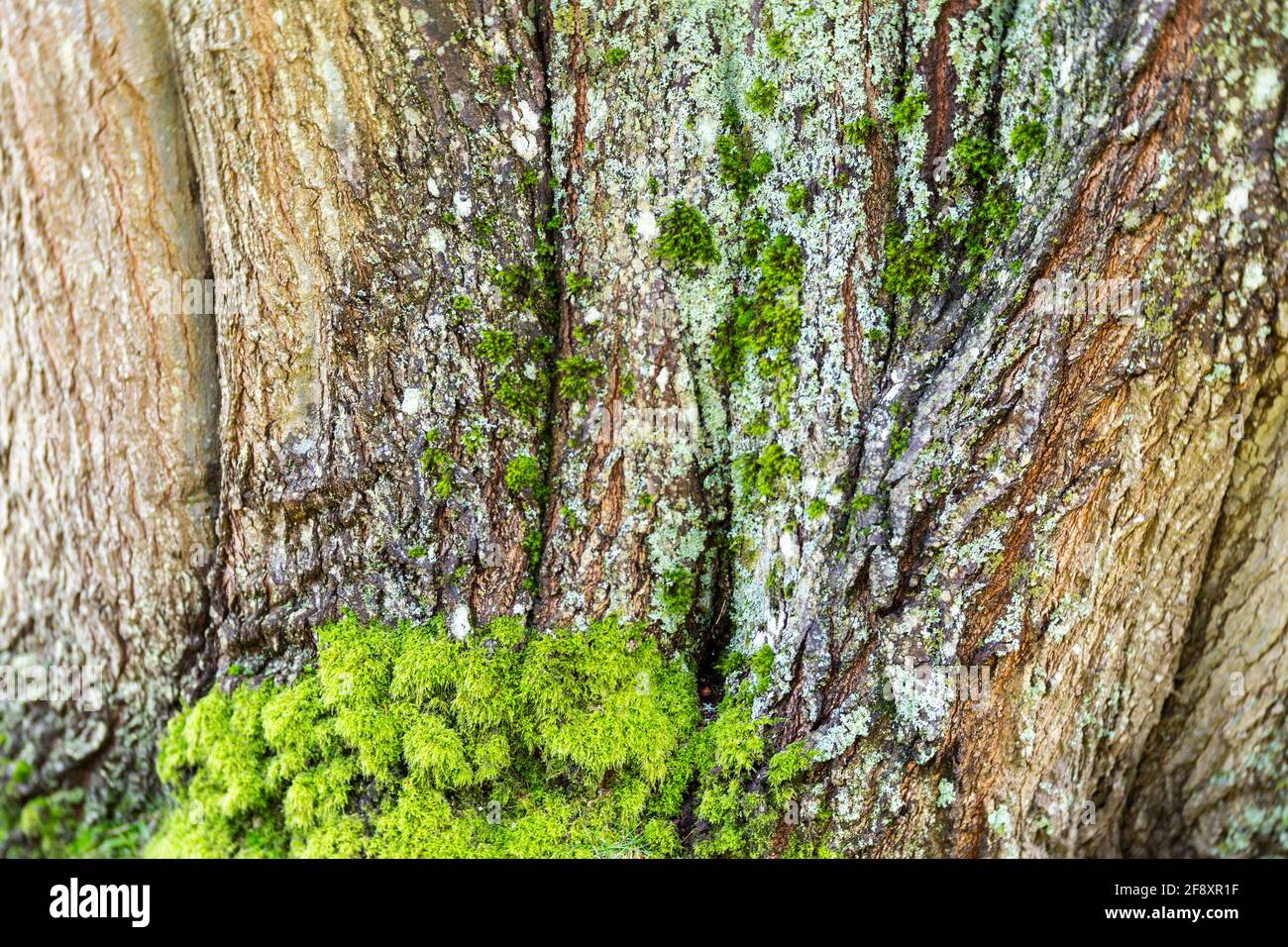 Trunks together hi-res stock photography and images - Alamy