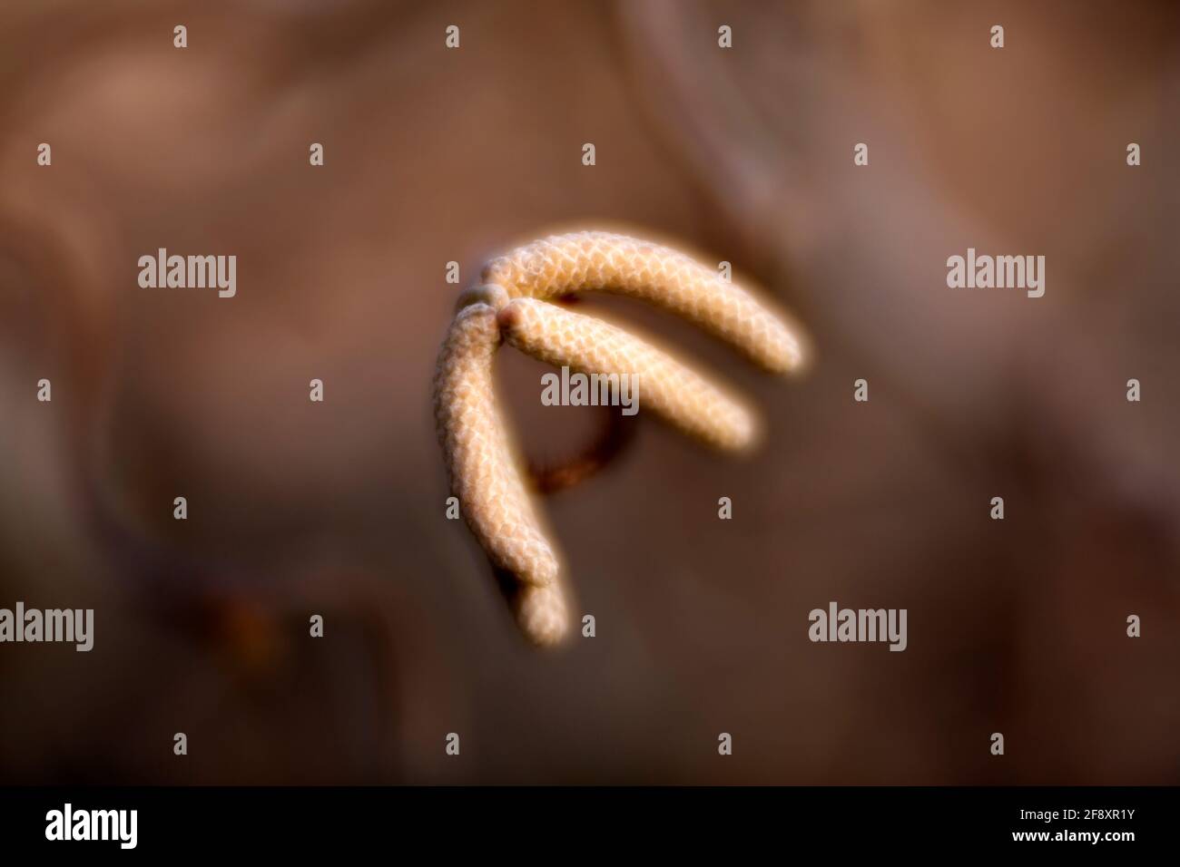 Budding seed pods hi-res stock photography and images - Alamy