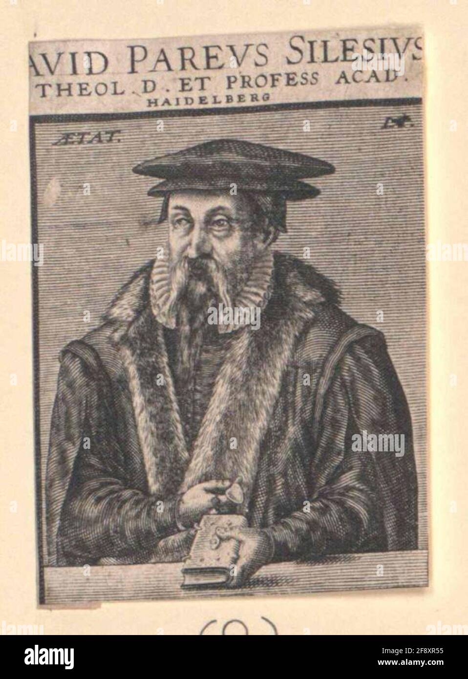 Pareus hi-res stock photography and images - Alamy