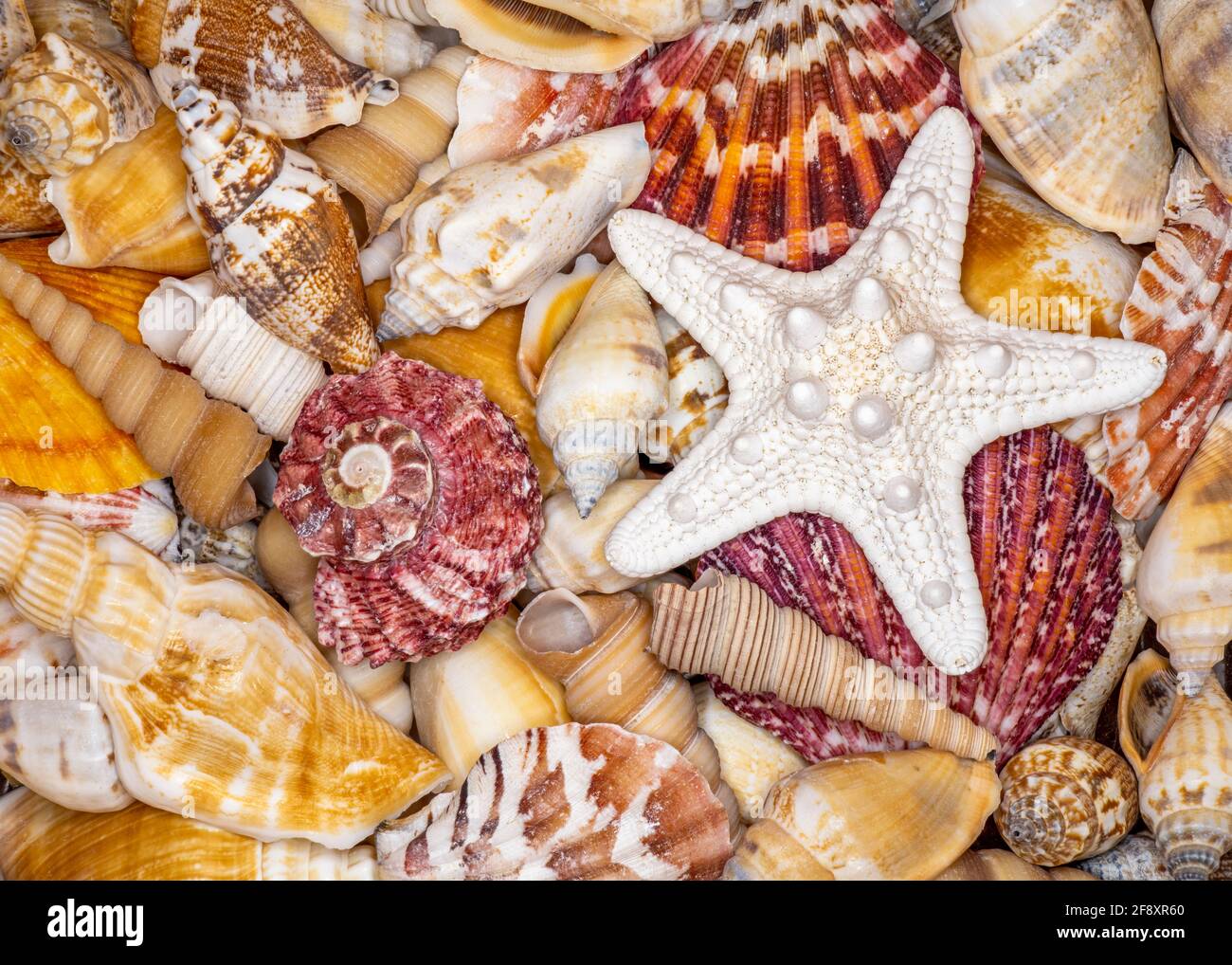 Various and colorful seashells hi-res stock photography and images - Alamy
