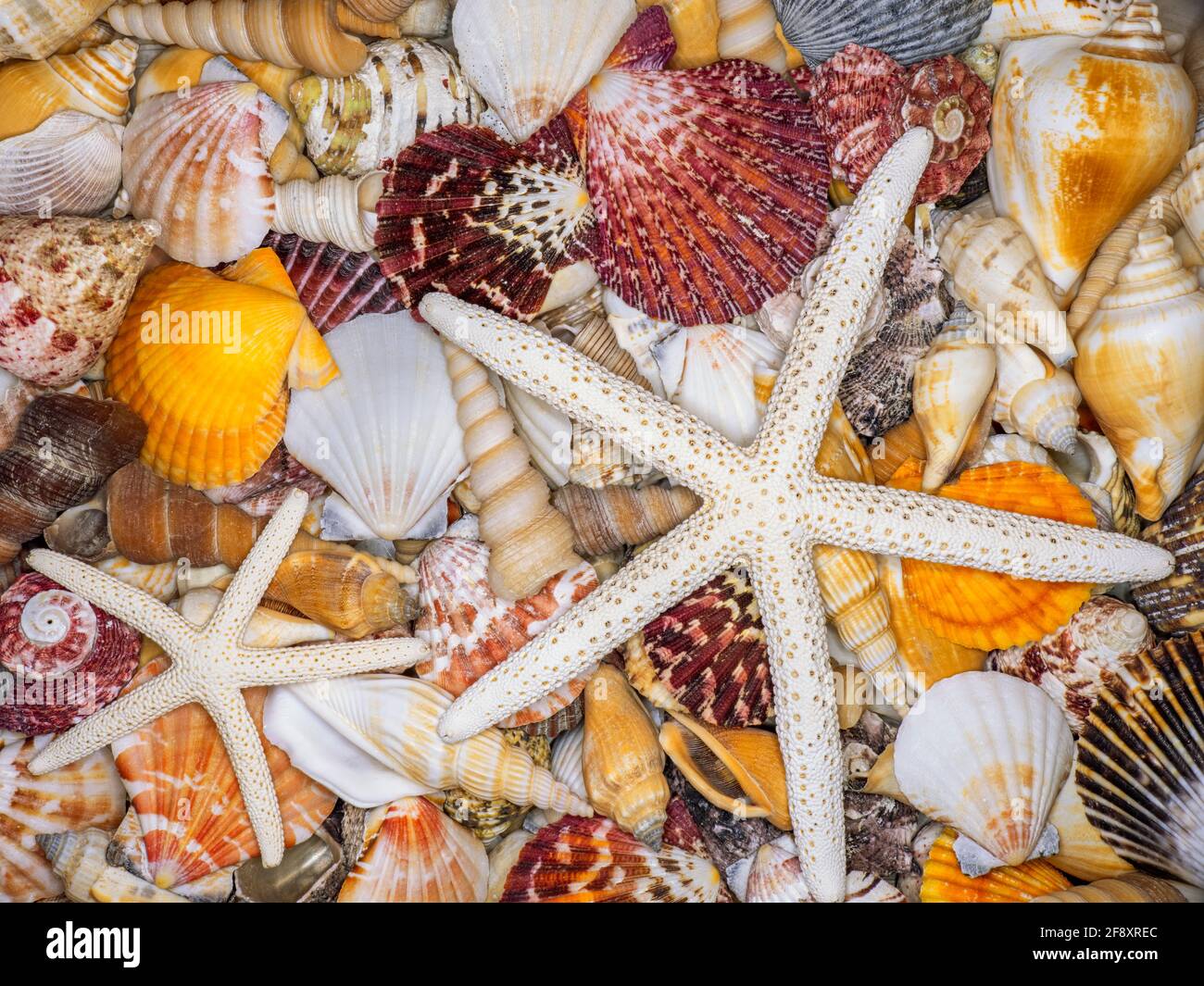 Colorful seashells hi-res stock photography and images - Alamy