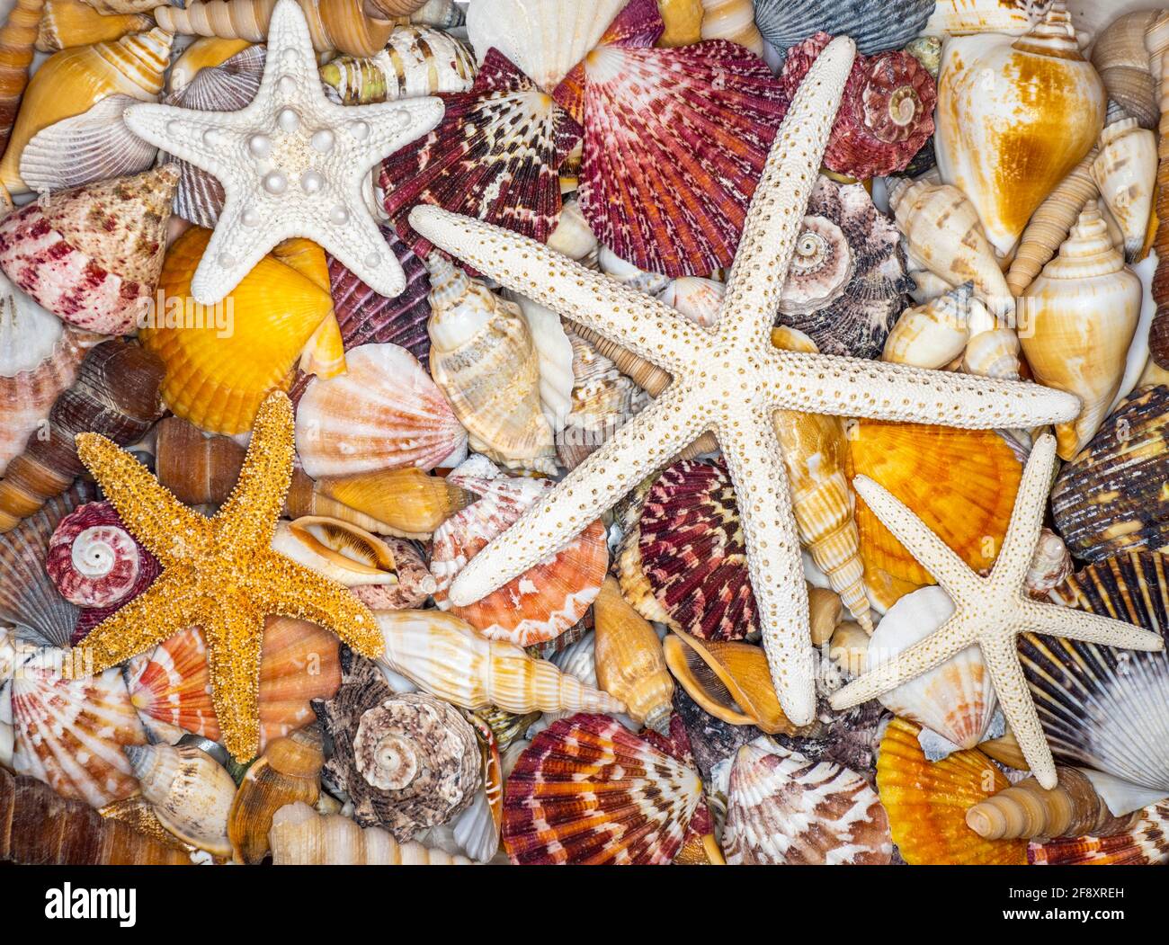 Still life seashell hi-res stock photography and images - Alamy