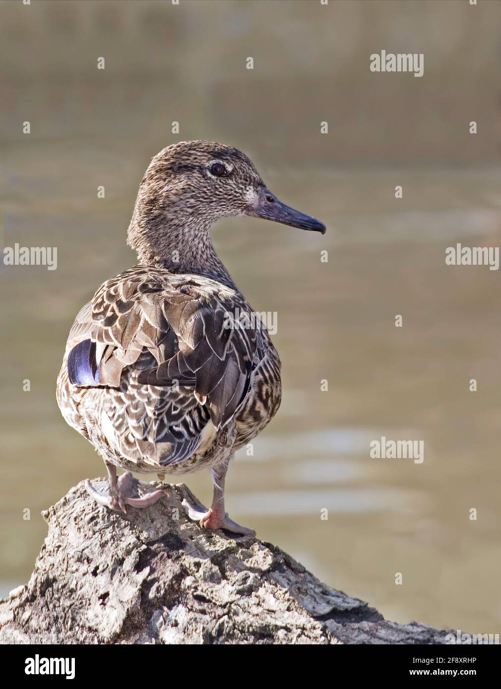 Falcated ducks female High Resolution Stock Photography and Images - Alamy