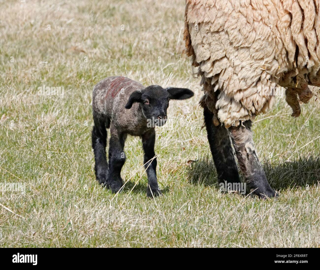 Black ewe and lamb hi-res stock photography and images - Alamy