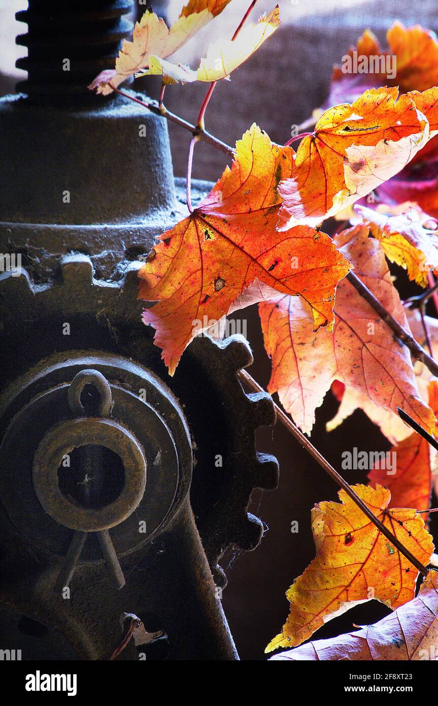 Autumn Leaves and an antique house jack provide an interesting moody ...