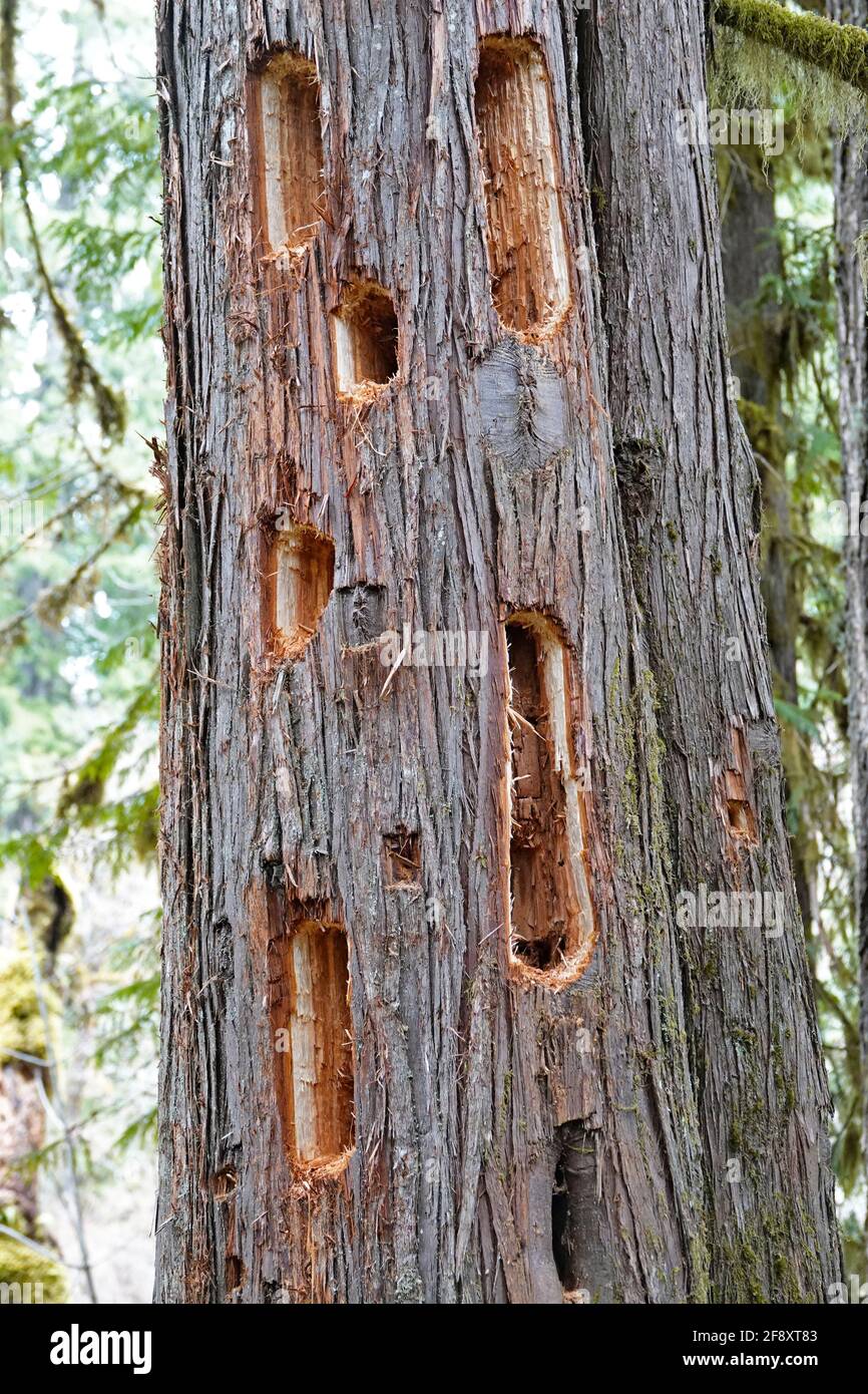 Large holes in a cedar tree made by a pileated woodpecker, Dryocopus ...
