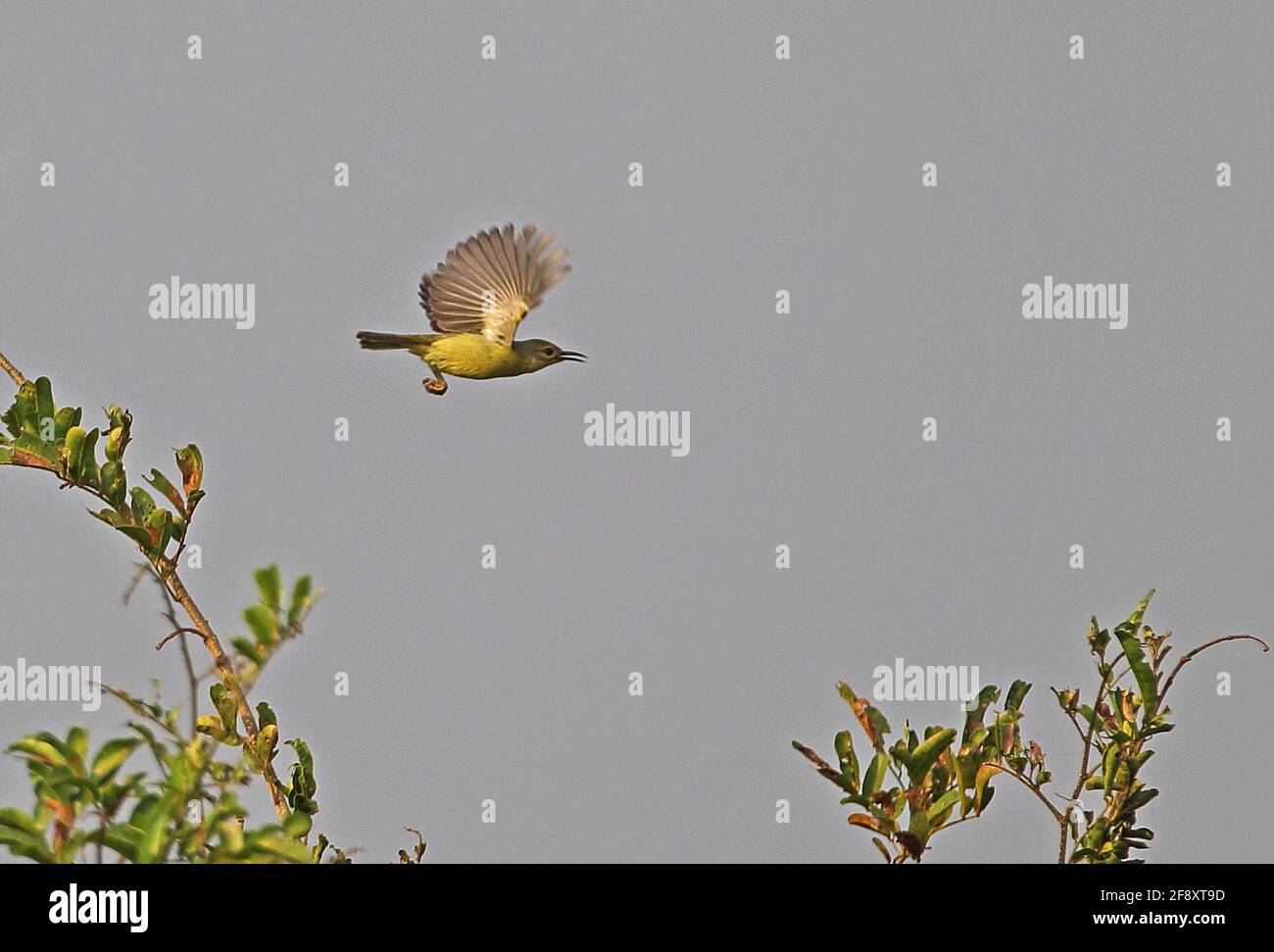 Sunbird flight hi-res stock photography and images - Alamy