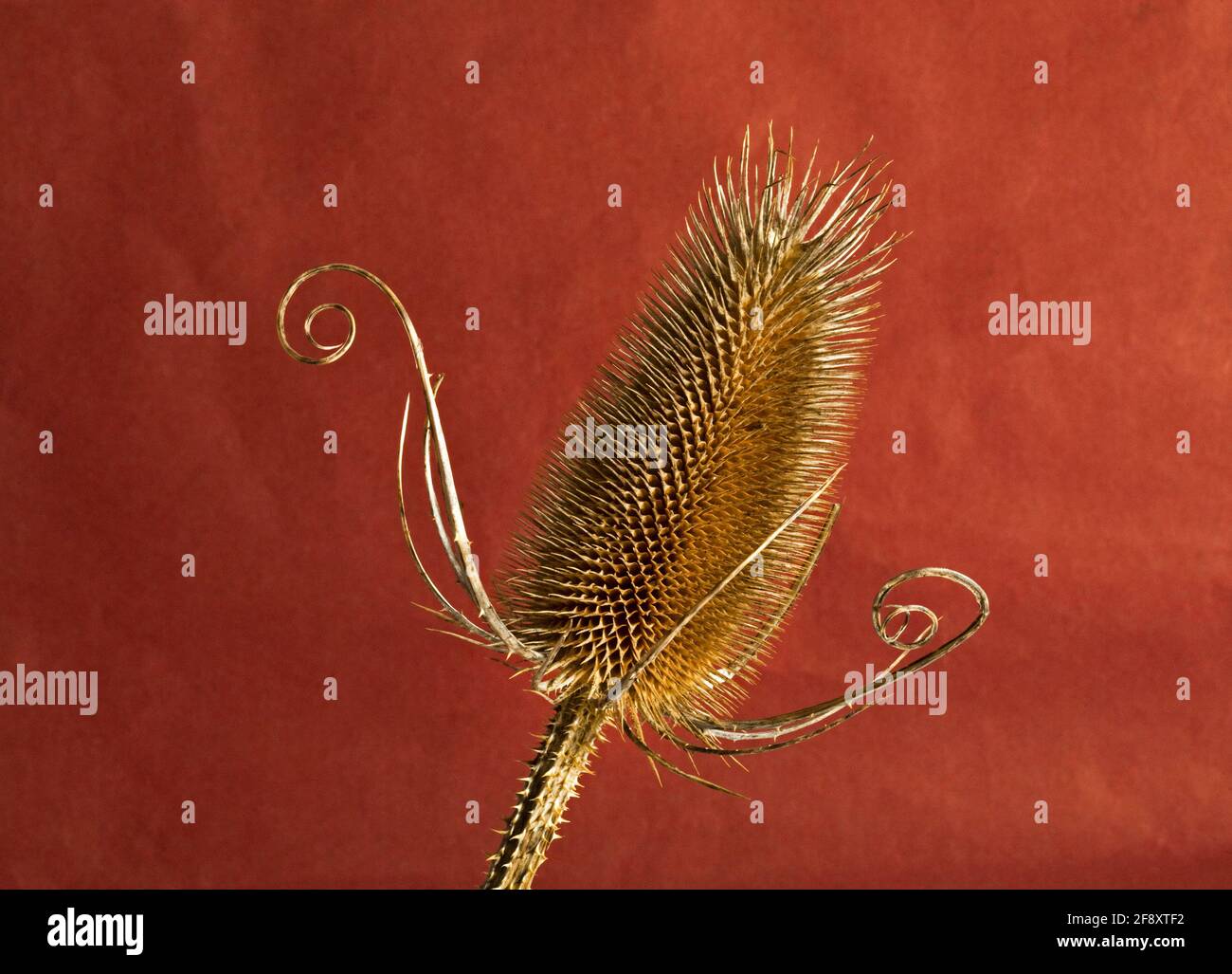 Carnivore insects hi-res stock photography and images - Alamy