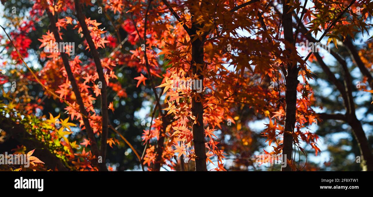 Japanese maple trees hi-res stock photography and images - Alamy