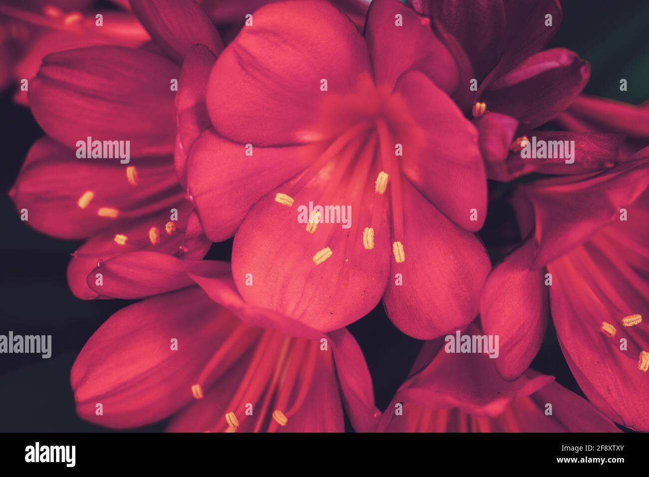 Red flowers close up. Nature background Stock Photo - Alamy