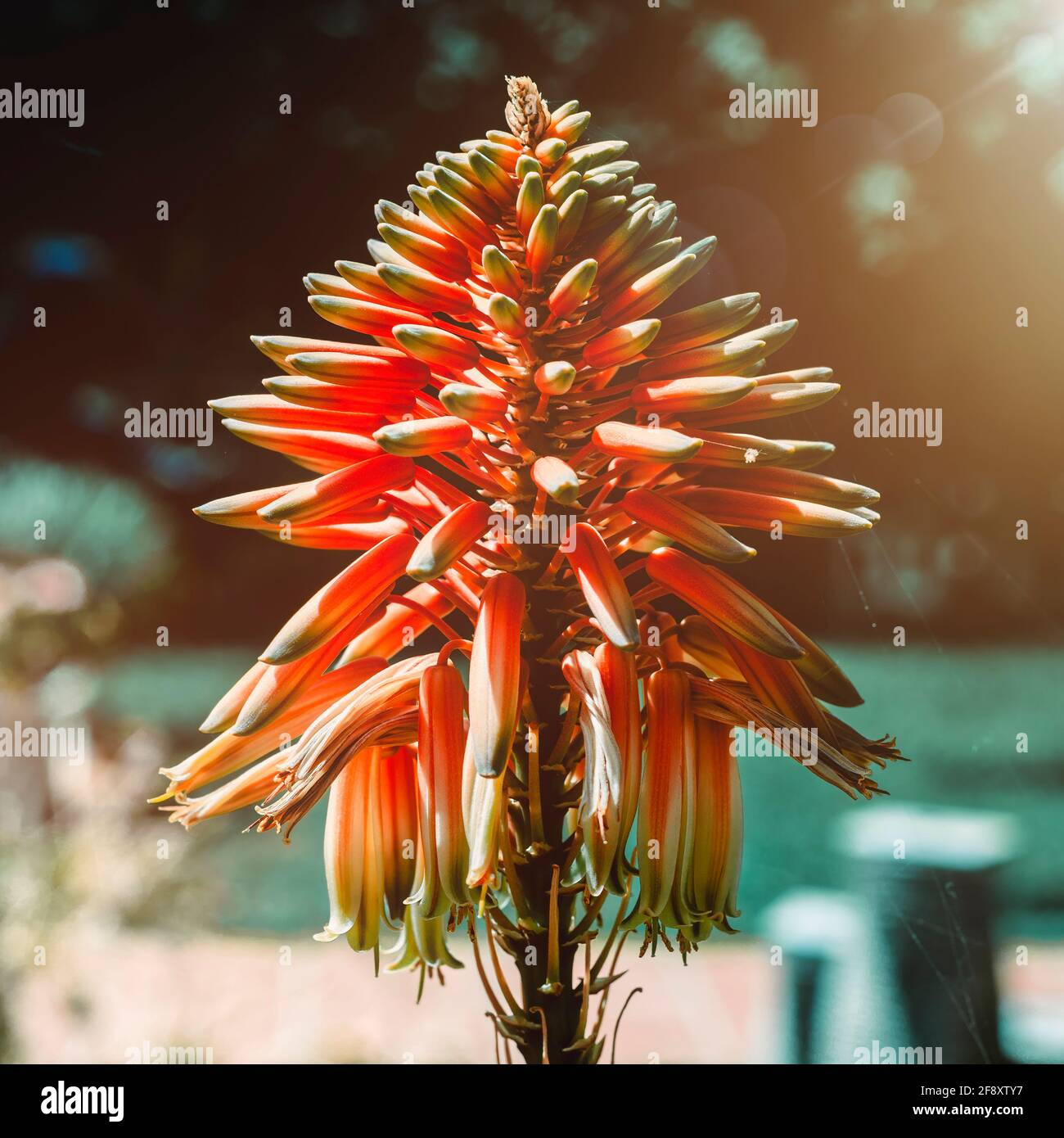 Nature background. Nice orange flowers Stock Photo - Alamy