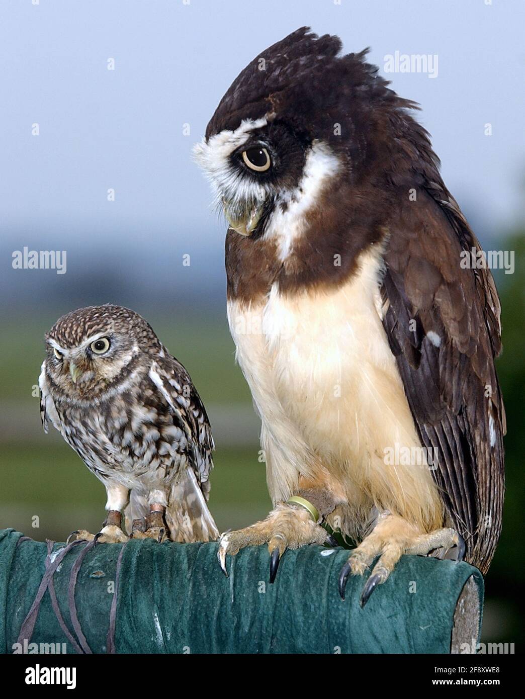 Towers owl hi-res stock photography and images - Alamy