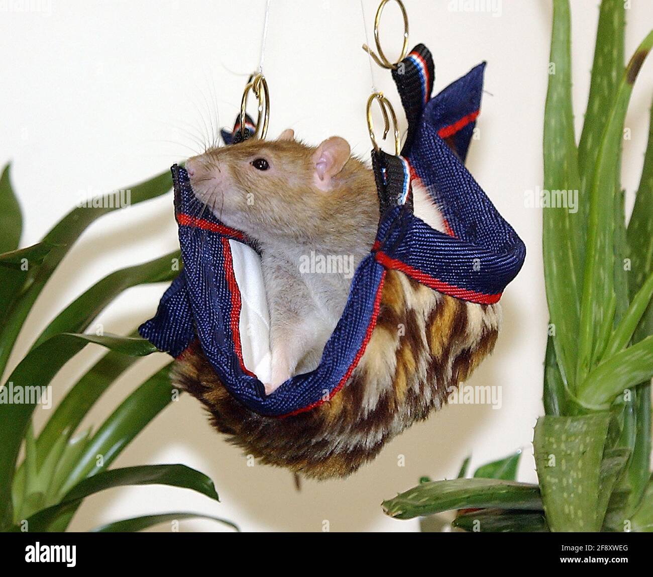 DESMOND THE RAT SNUGGLES DOWN IN HIS HAMMOCK AT CLAIRE'S PETS ...