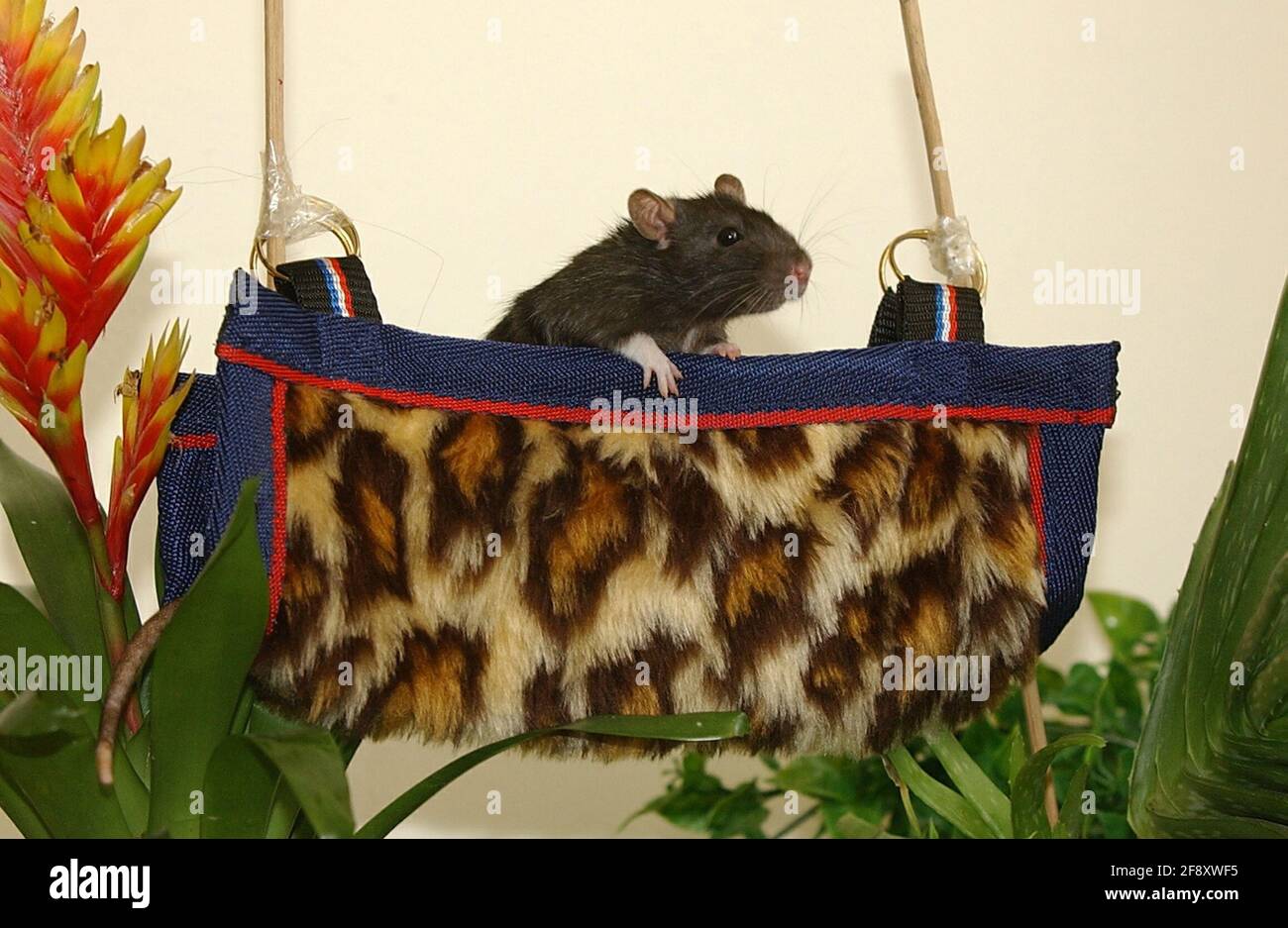 Snuggles down hi-res stock photography and images - Alamy