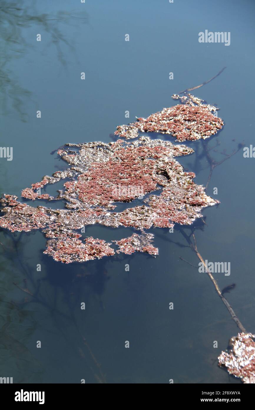 Maple tree blossom floating at the surface of a pond Stock Photo - Alamy