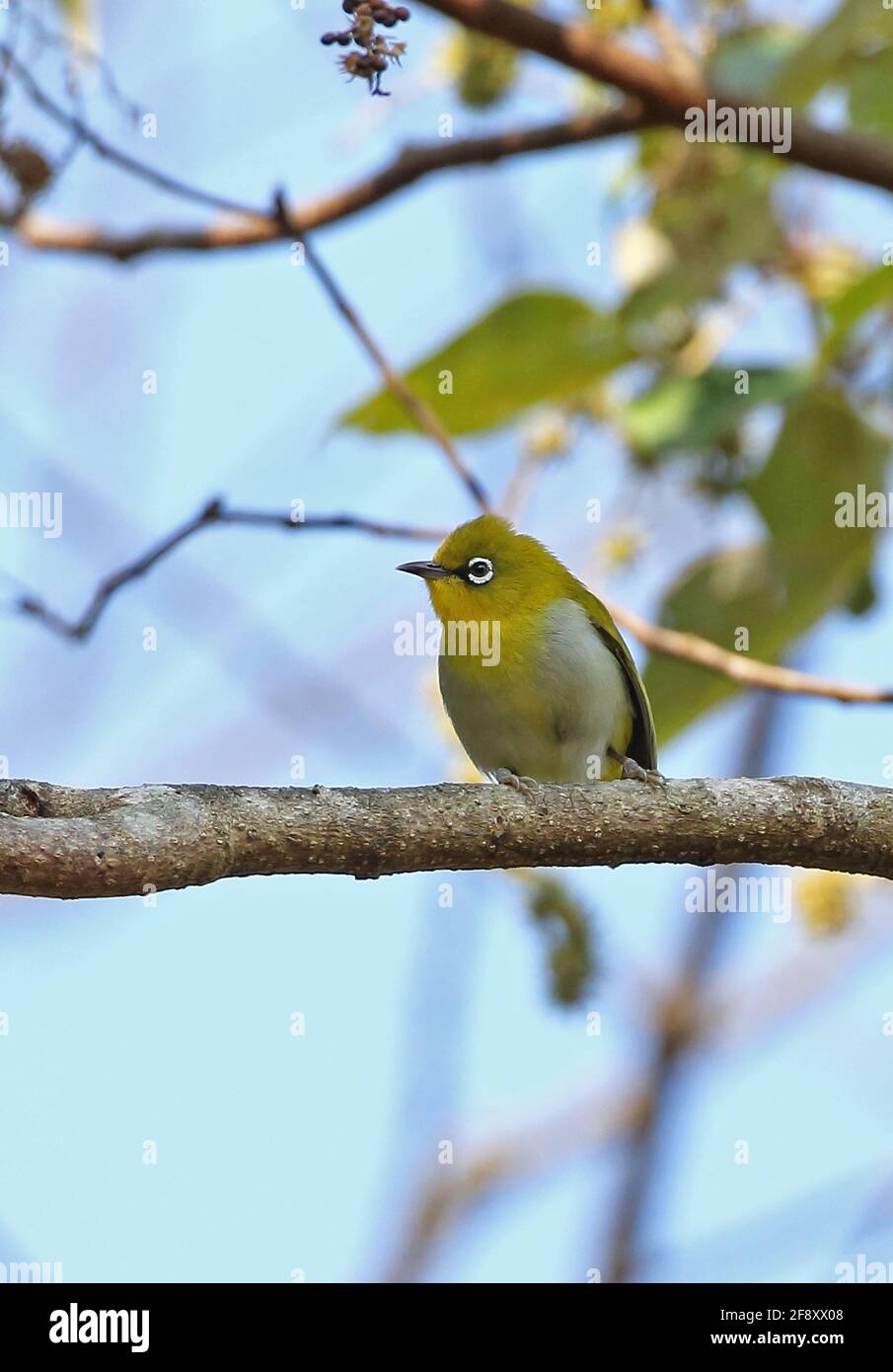 Oriental White-eye (Zosterops palpebrosus siamensis) adult perched on ...