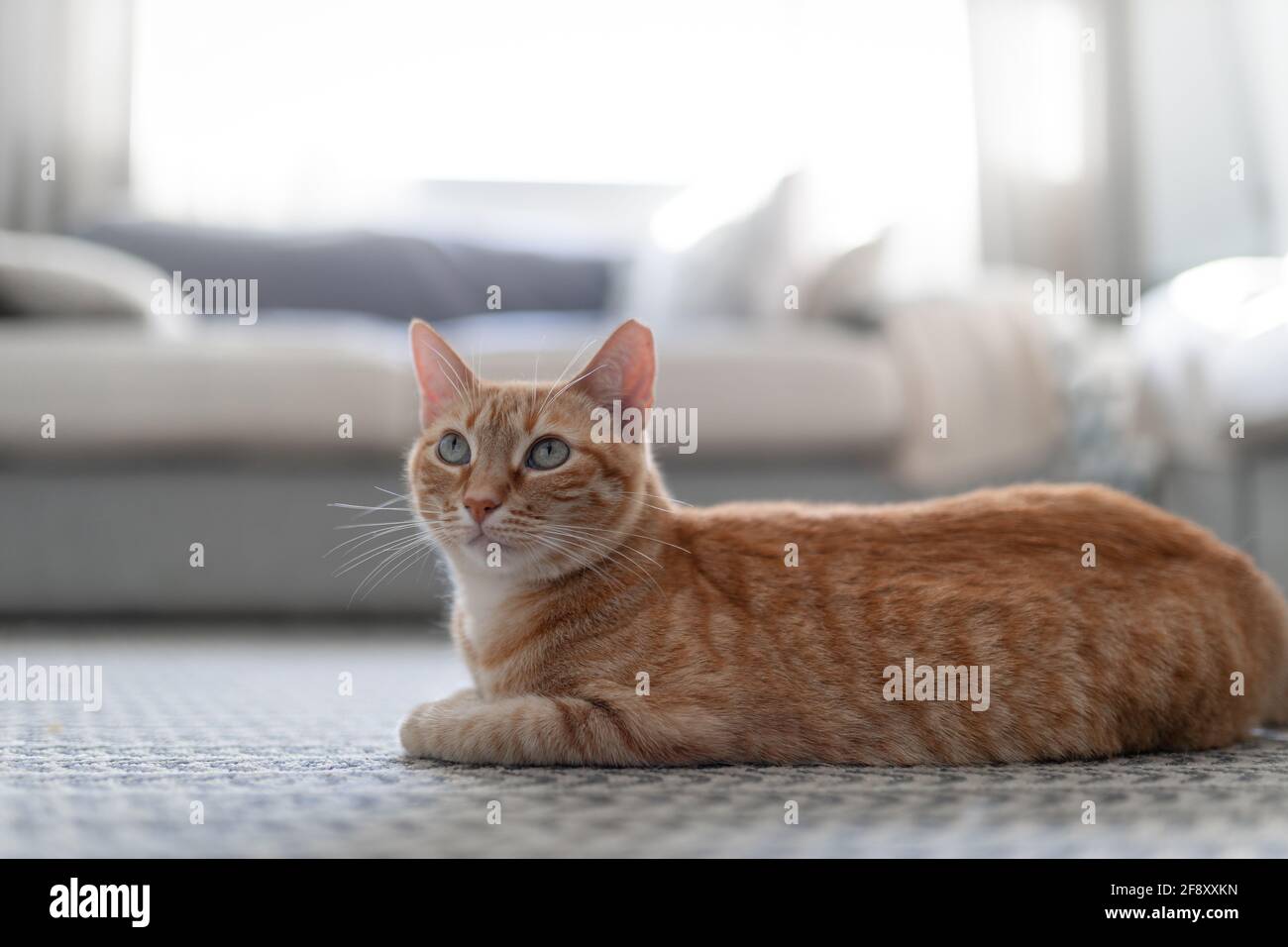 brown tabby cat with green eyes lying on the carpet Stock Photo - Alamy