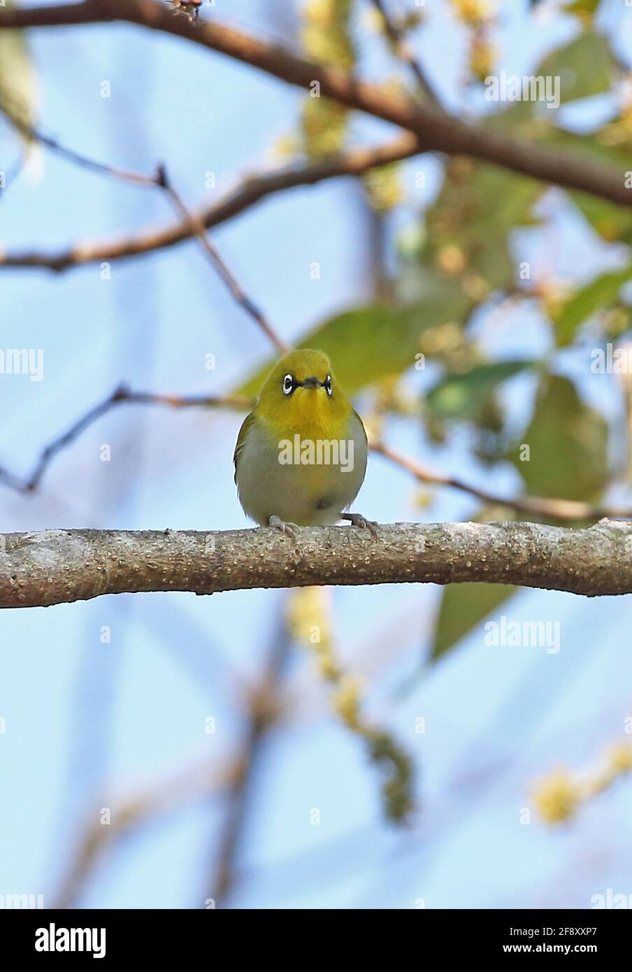 Oriental White-eye (Zosterops palpebrosus siamensis) adult perched on ...