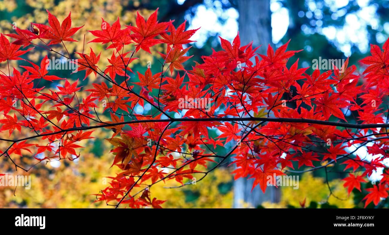Japanese maple branch with leaves in autumn colors, Ginkaku-ji Buddhist ...