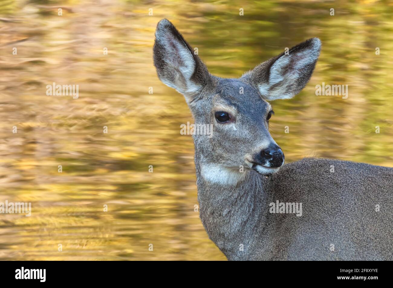 Head portrait of a mule deer doe, with the fall foliage refection on ...