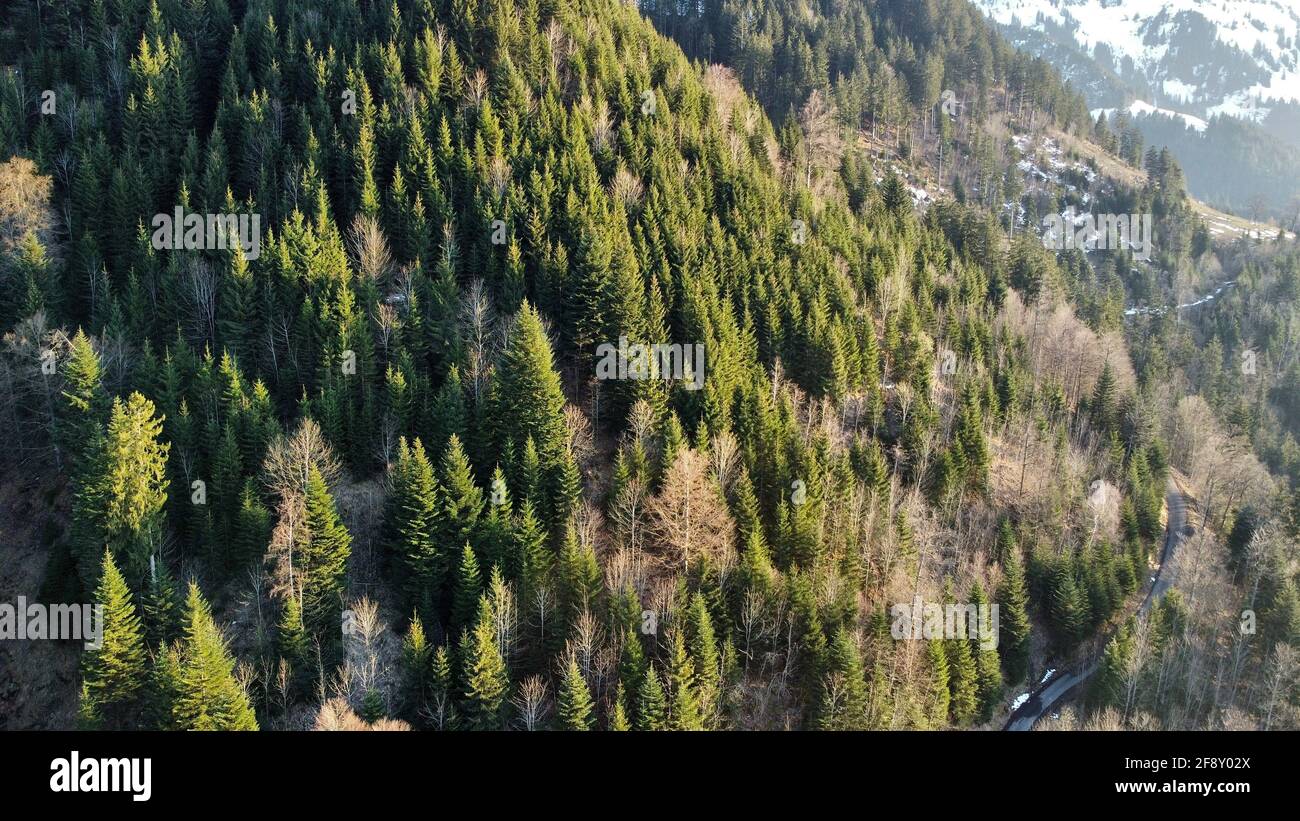 Trees in swiss alps hi-res stock photography and images - Alamy