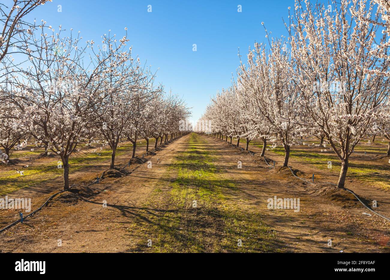 Morning at the blooming almond trees field in early spring in Manteca ...