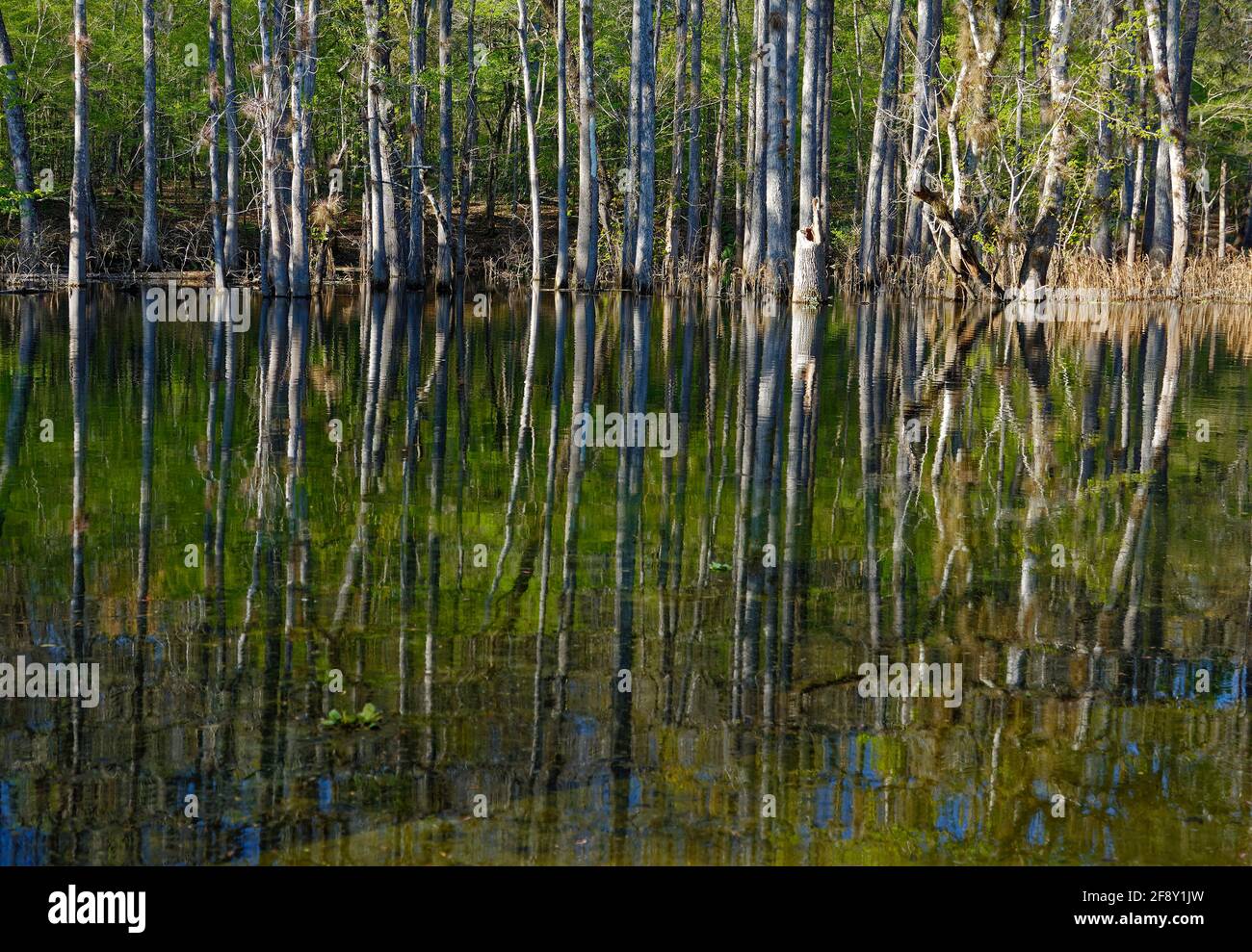 river scene, trees with emerging leaves, water, reflections, nature ...