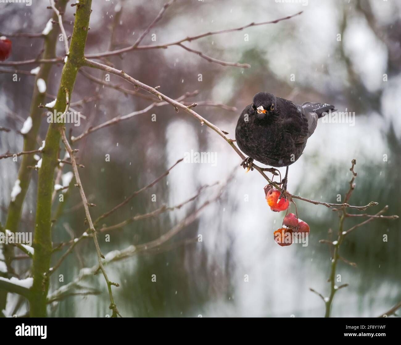 Female blackbird sitting an apple tree with fruits Stock Photo - Alamy
