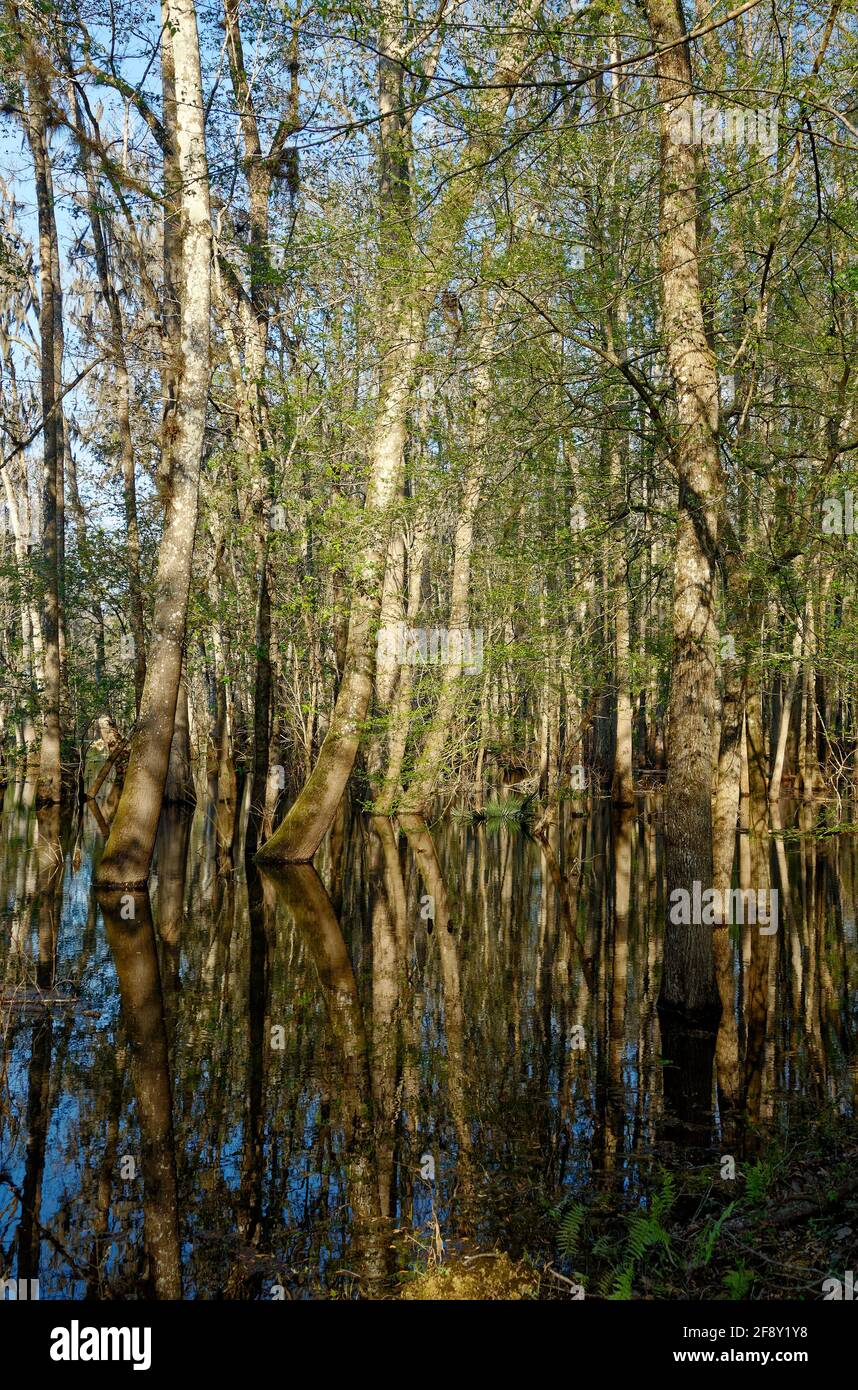 river scene, trees with emerging leaves, water, reflections, nature ...