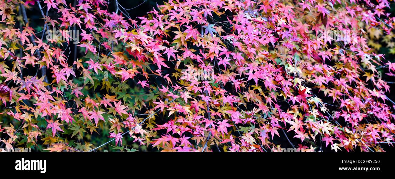 View of trees in autumn colors, Minoh Falls Pathway, Minoh Park, Osaka ...