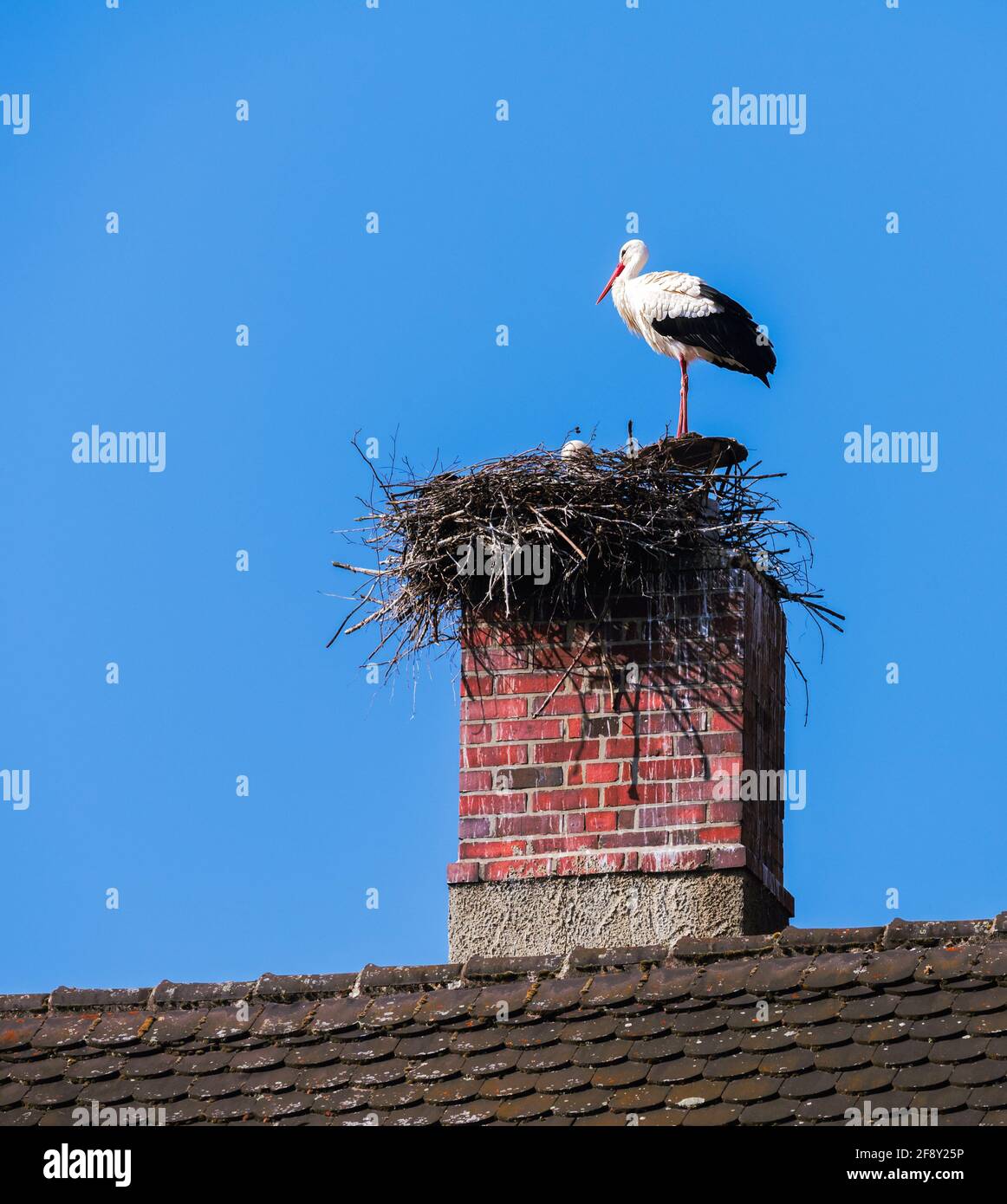 White stork building a nest hi-res stock photography and images - Alamy