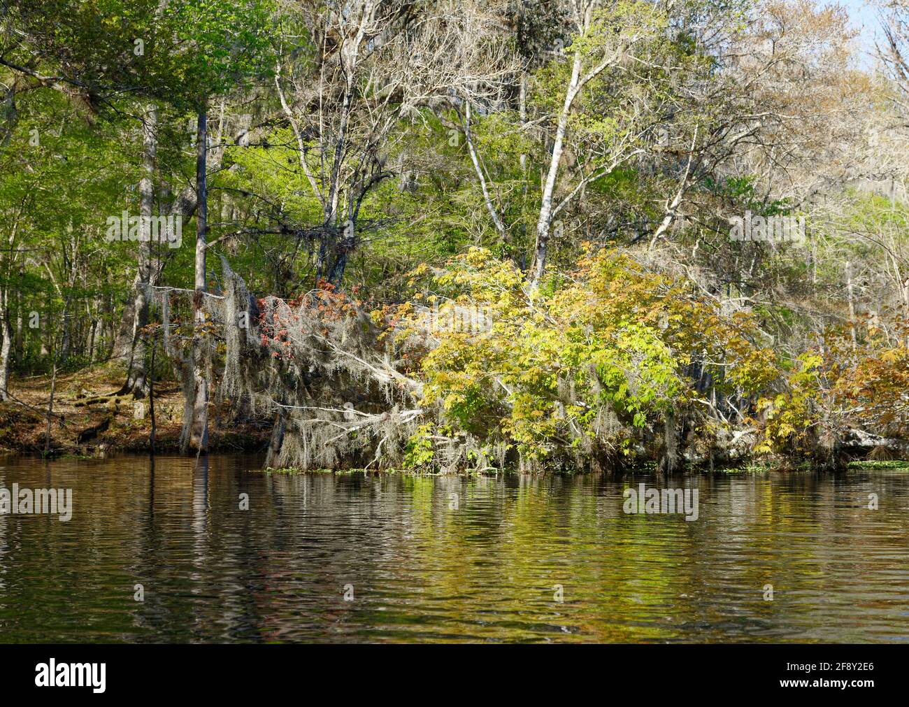 river scene, trees with emerging leaves, water, reflections, nature ...