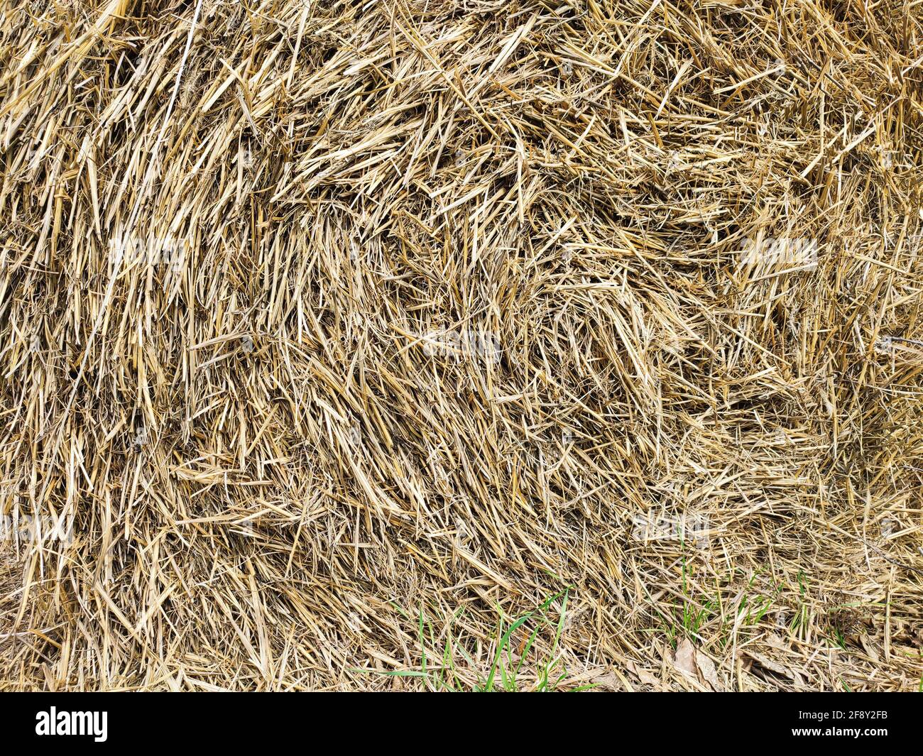 Dried straw stack background, farm animal feed concept Stock Photo - Alamy