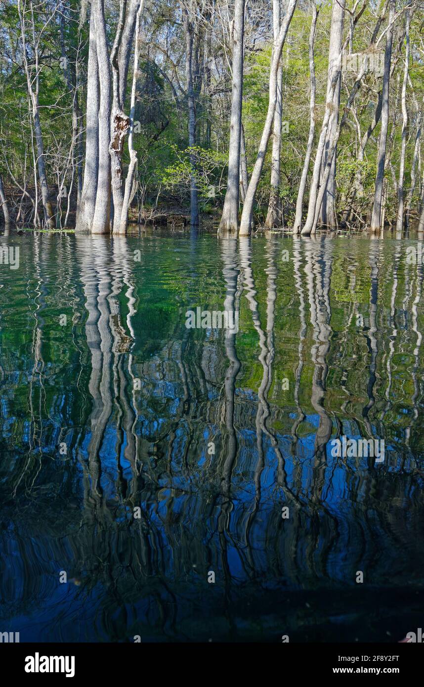 river scene, trees with emerging leaves, water, reflections, nature ...