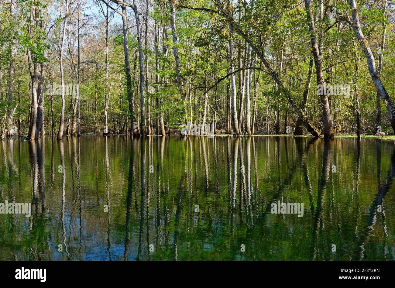 river scene, trees with emerging leaves, water, reflections, nature ...