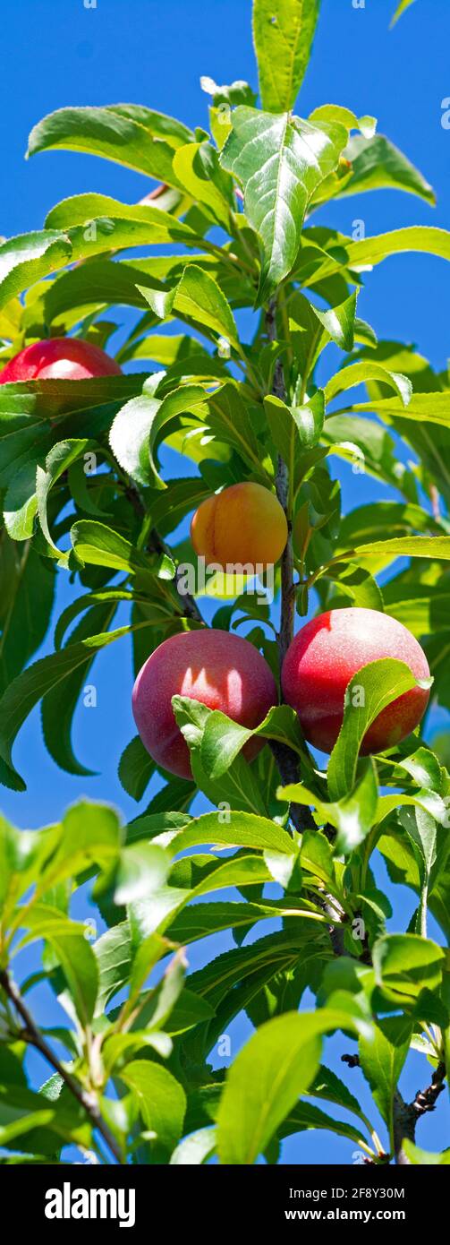 Plum growth hi-res stock photography and images - Alamy