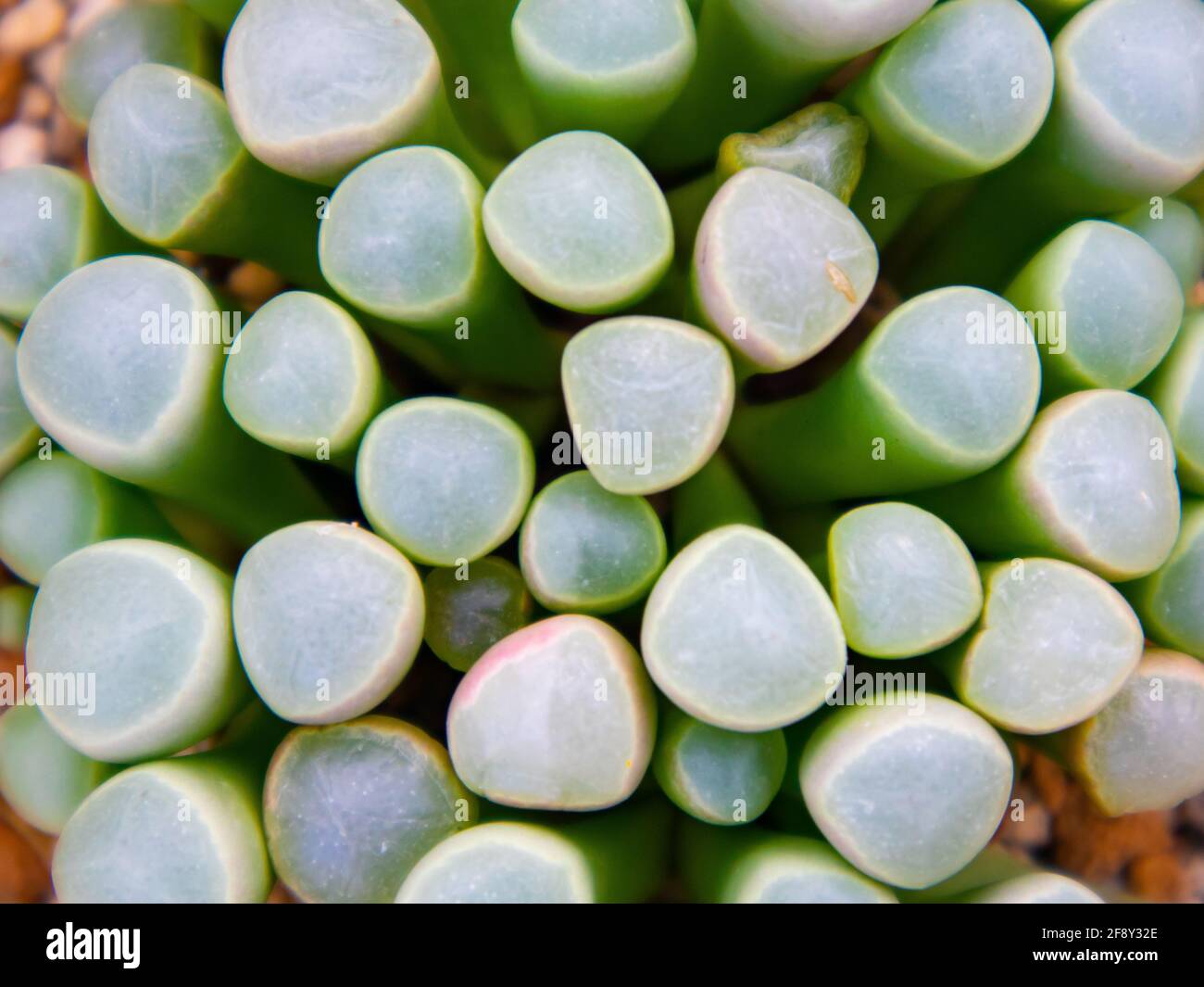 Stellenbosch University Botanical Garden, Cape Town, South Africa 08-04 ...