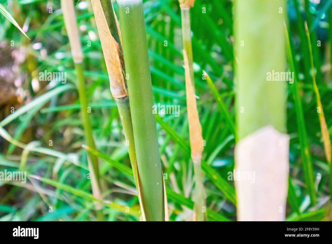 Stellenbosch University Botanical Garden, Cape Town, South Africa 08-04 ...