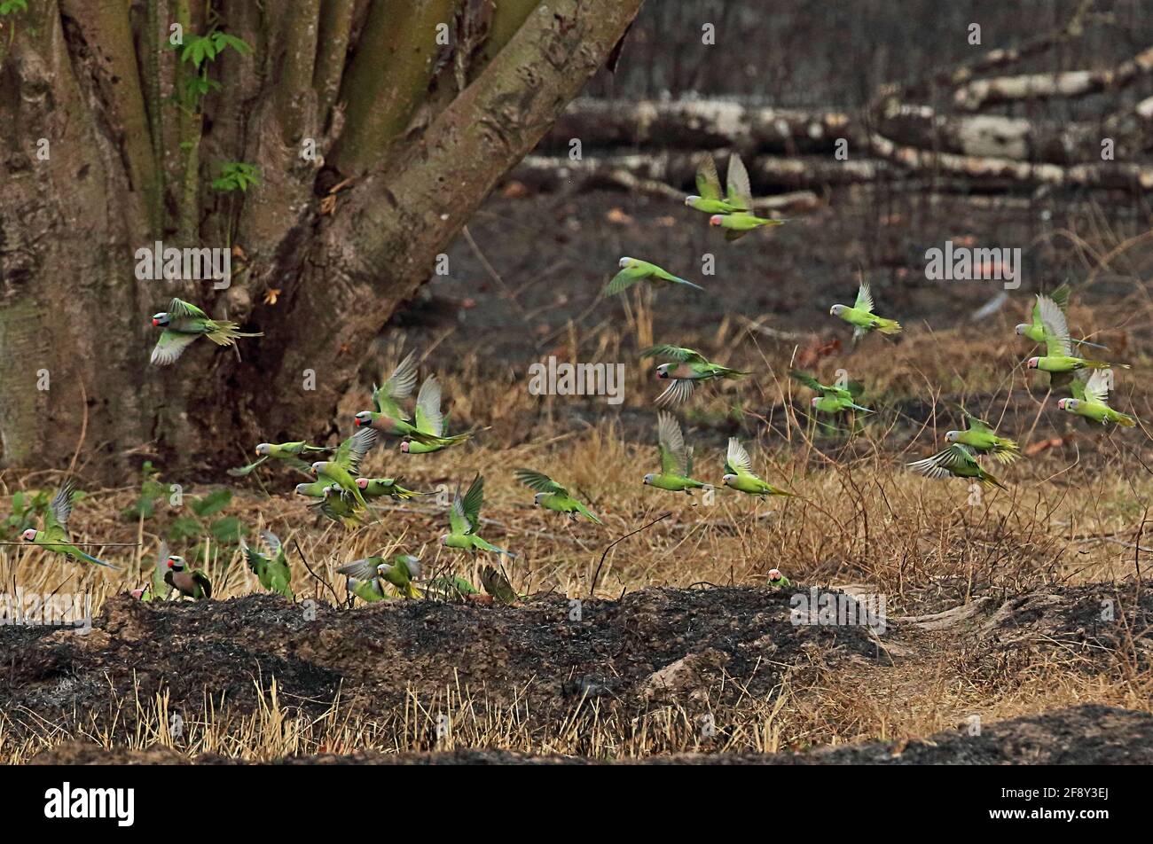 Red-breasted Parakeet (Psittacula alexandri fasciata) and Blossom ...