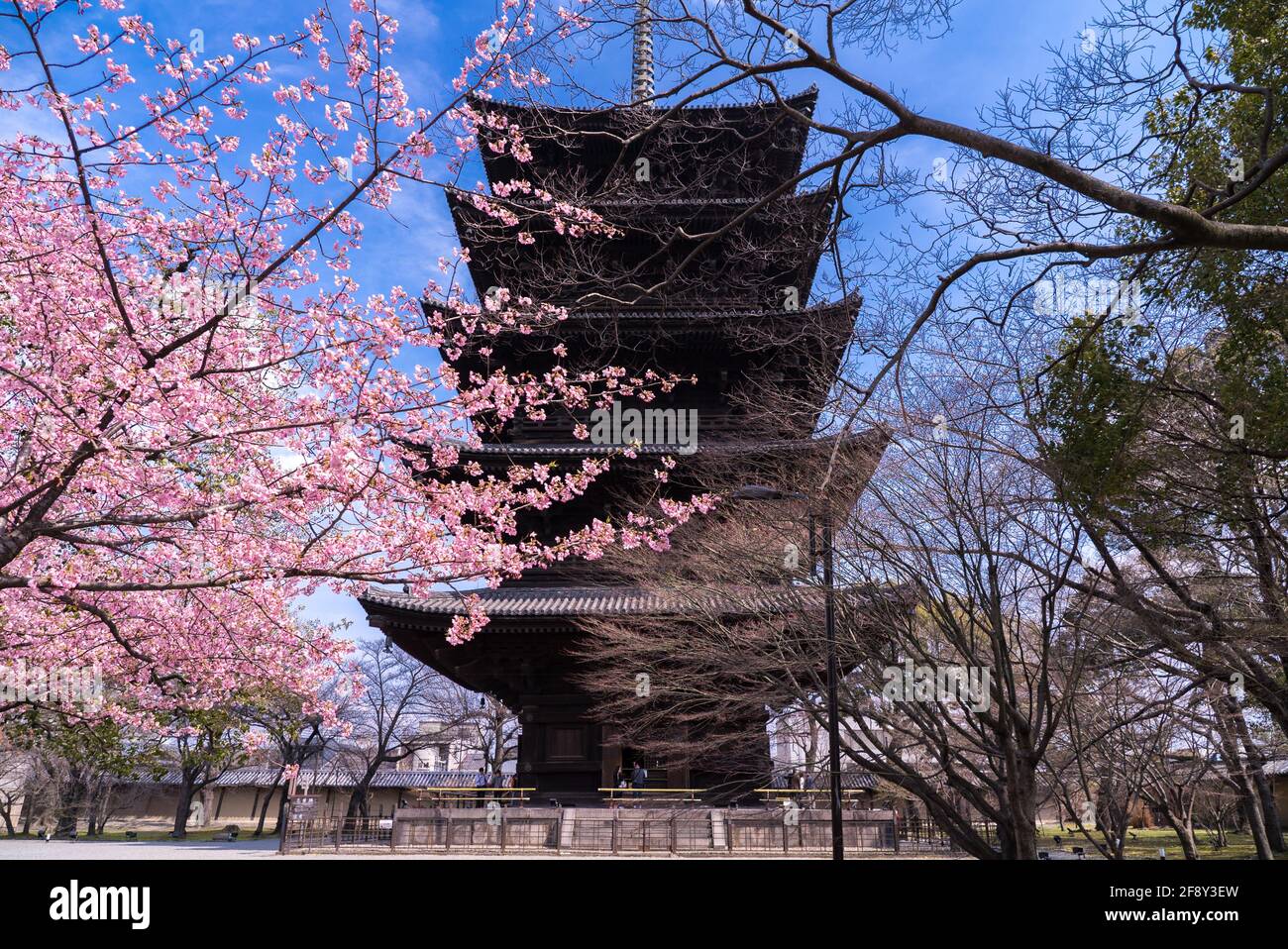 Toji Jinja Five Storey Pagoda during Sakura season, cherry blossom tree ...