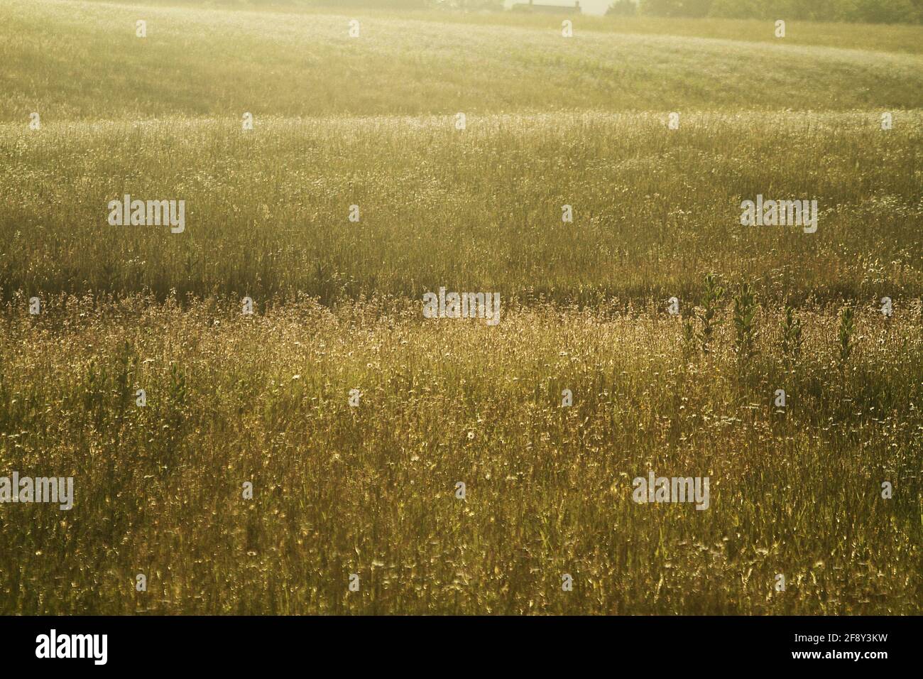Open field of wild plants hi-res stock photography and images - Alamy