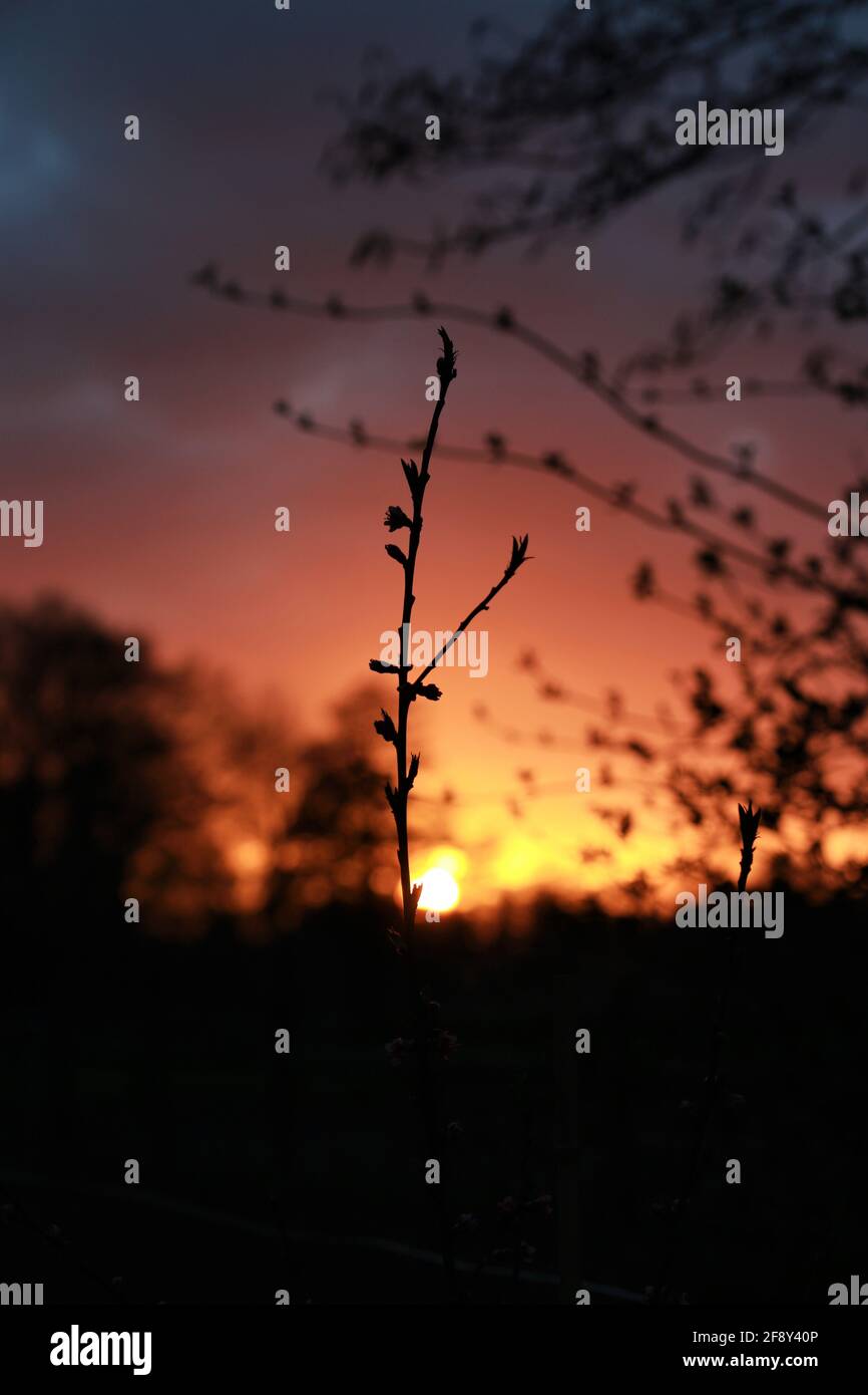 Peach tree at sunset hi-res stock photography and images - Alamy