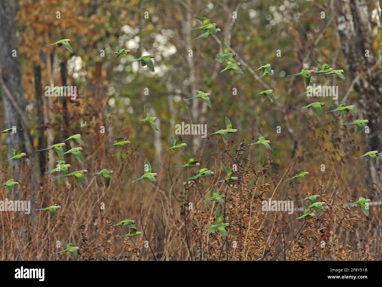 Red-breasted Parakeet (Psittacula alexandri fasciata) and Blossom ...