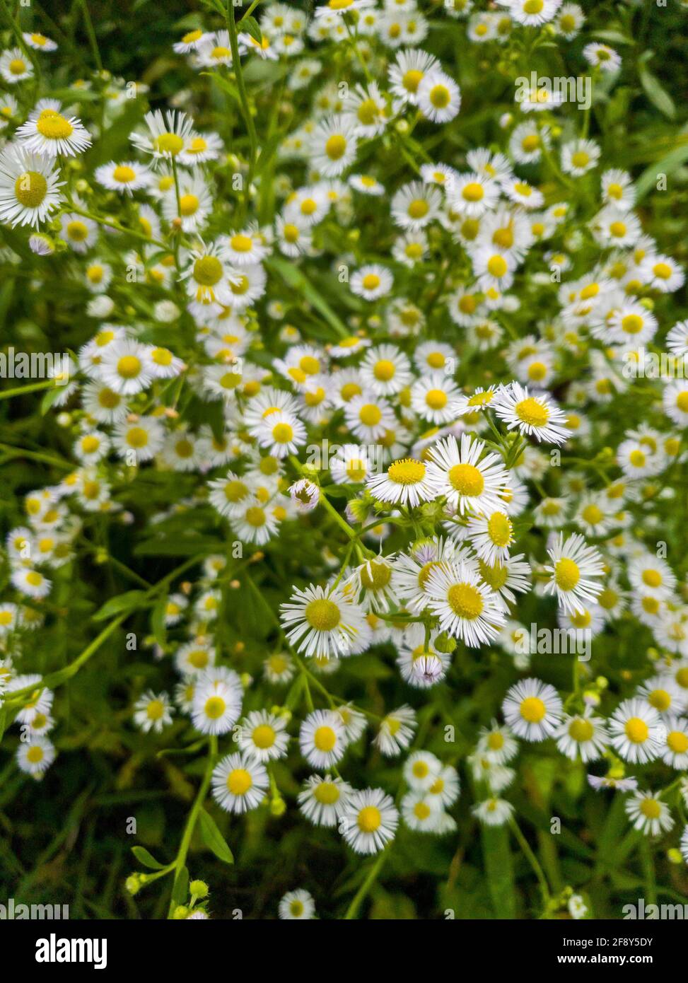 Daisy wheel pattern hi-res stock photography and images - Alamy