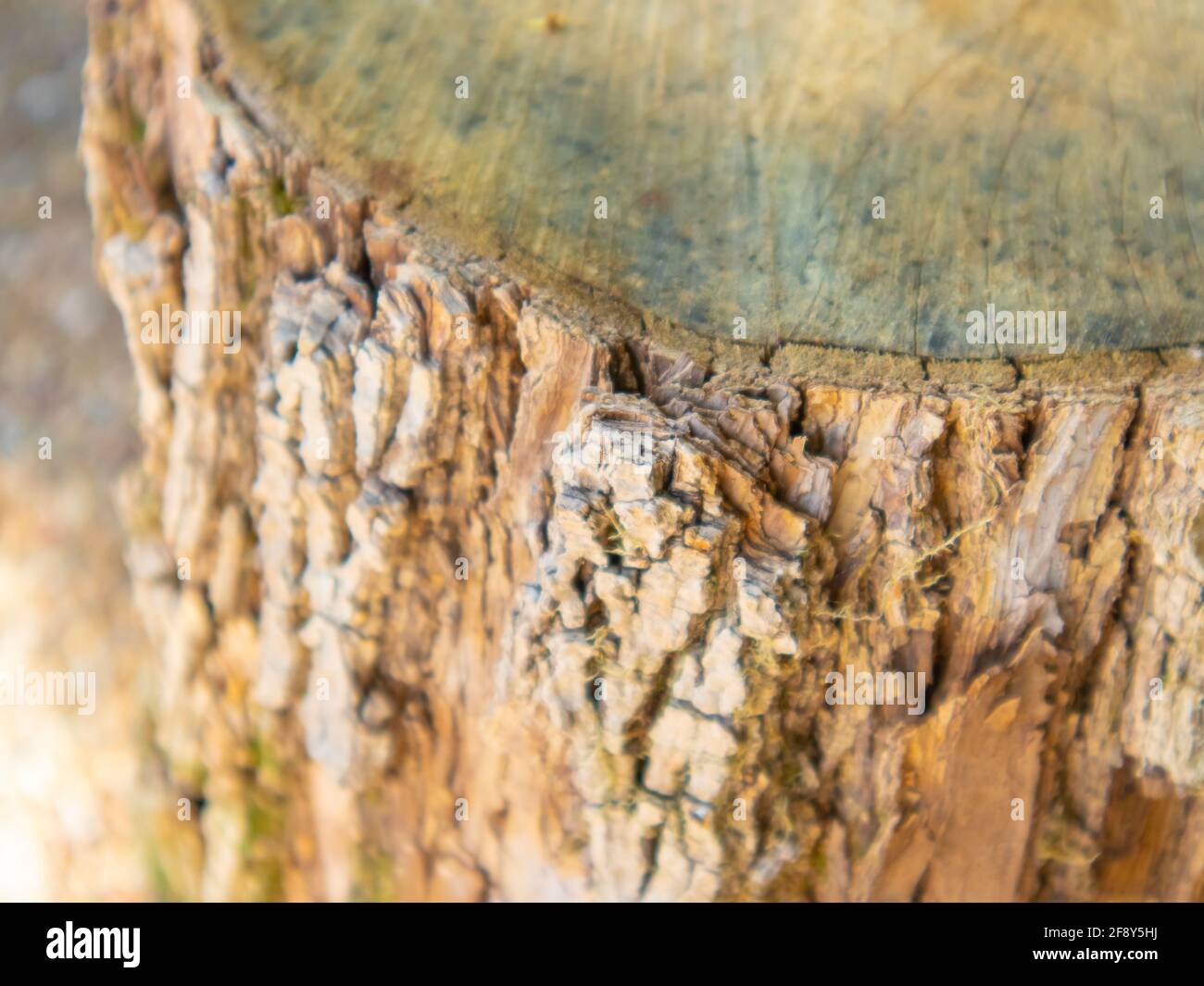 Stellenbosch University Botanical Garden, Cape Town, South Africa 08-04 ...