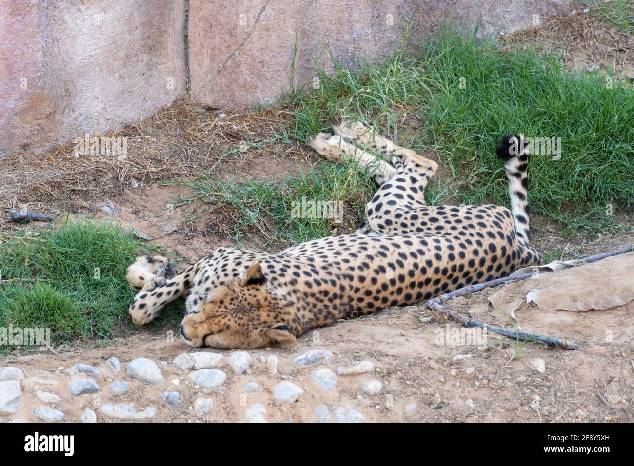 Cheetah tree sleeping hi-res stock photography and images - Alamy